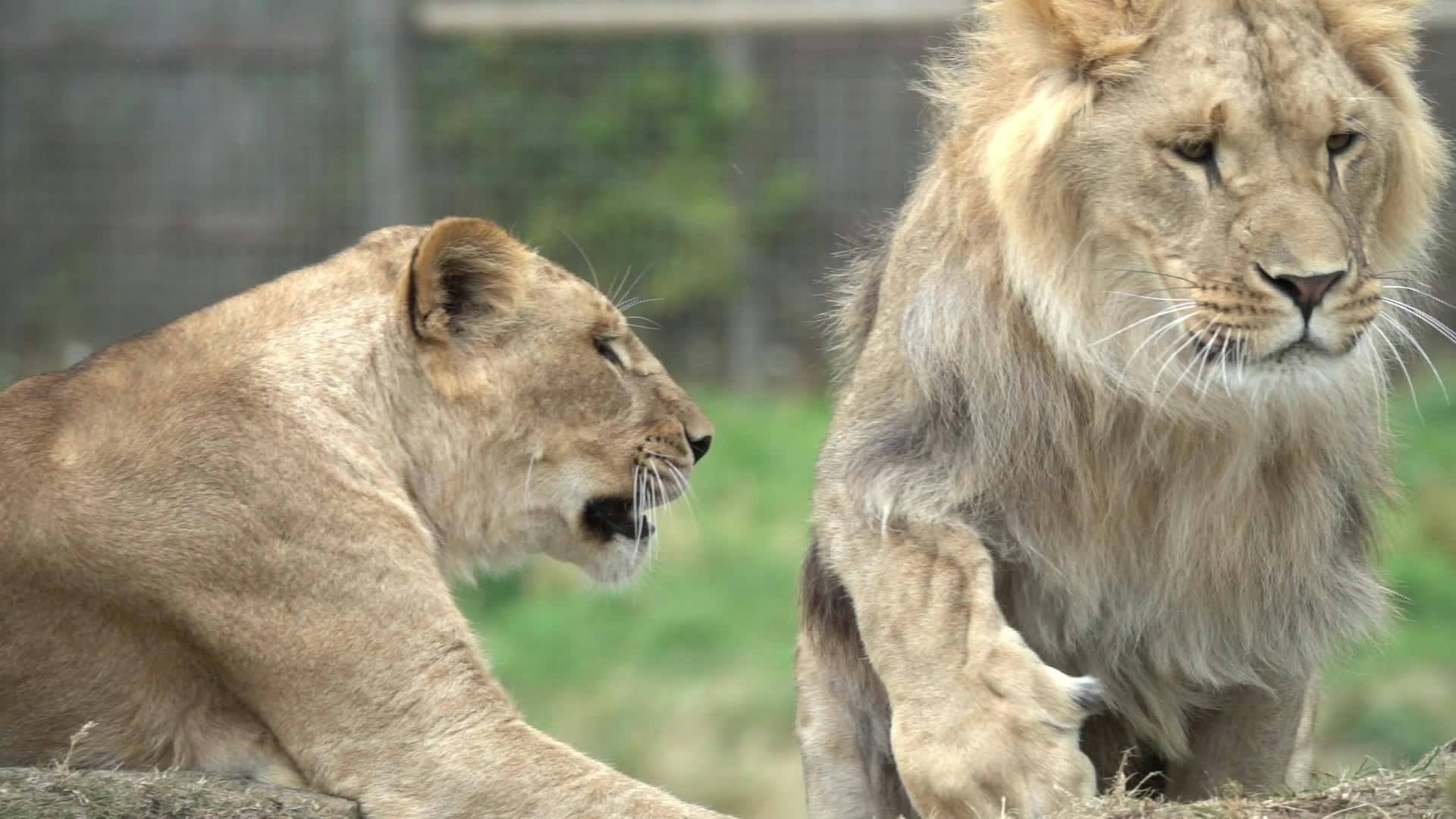 Vídeos de stock gratuitos sobre áfrica, al aire libre, animal, animal ...