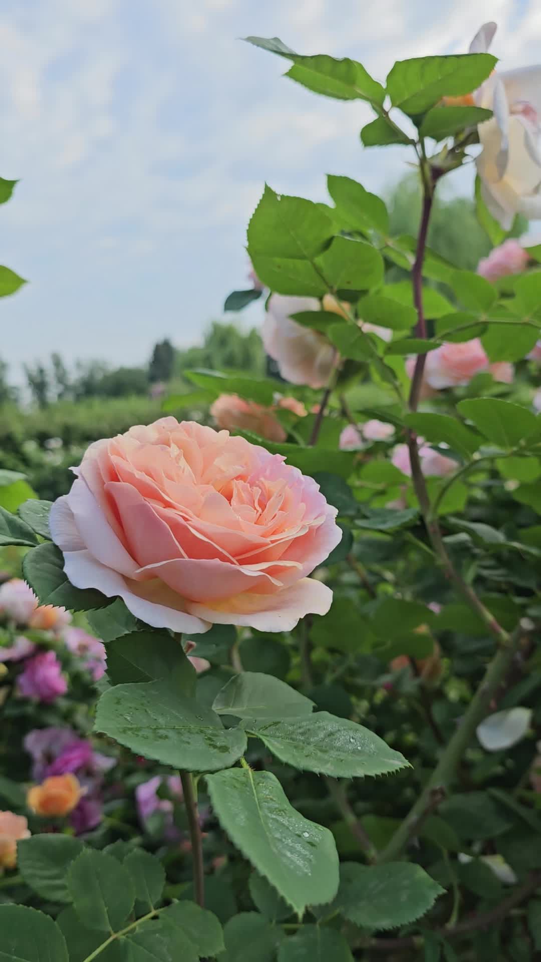English Rose Videos, Download The BEST Free 4k Stock Video Footage ...