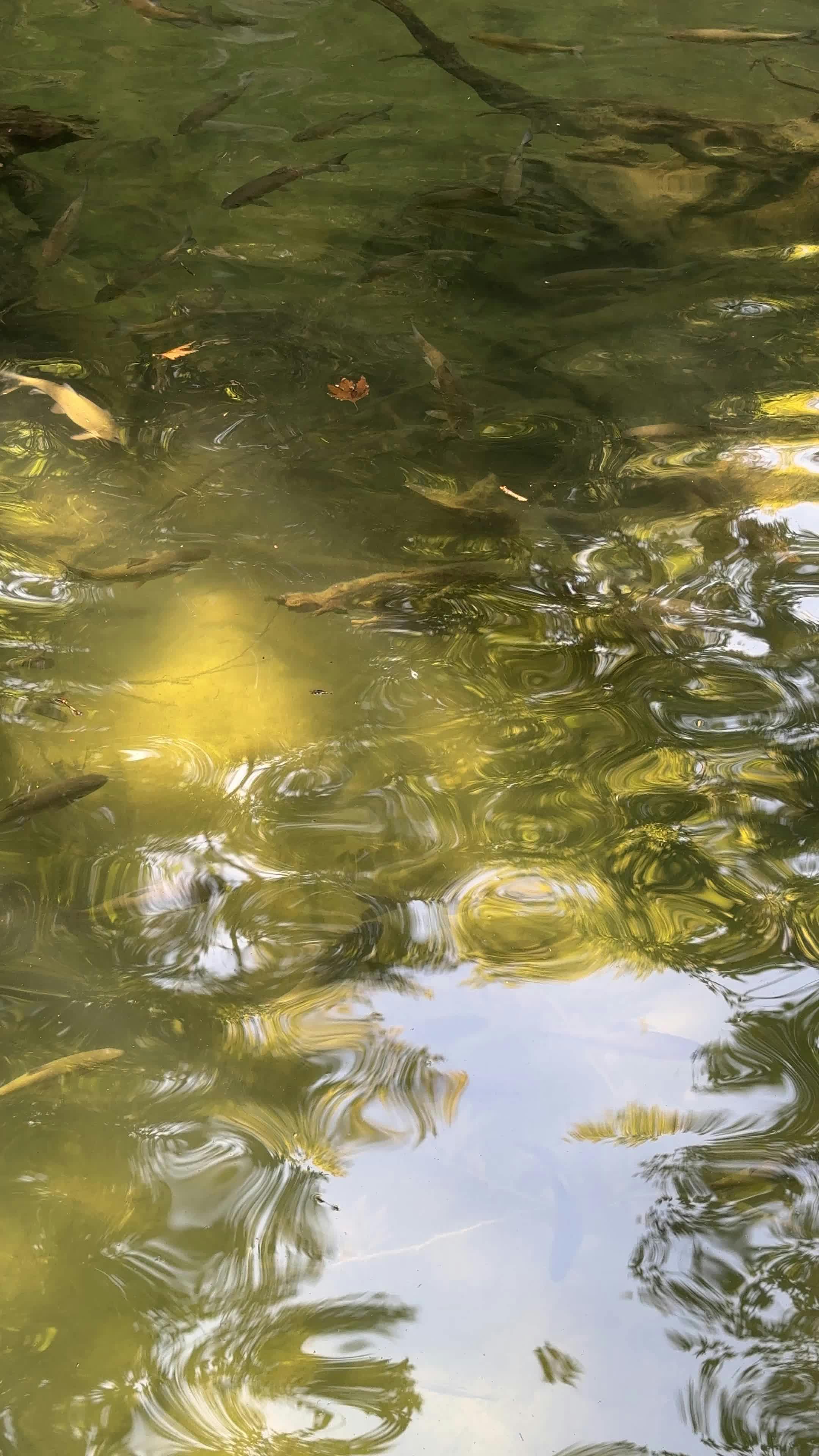 beautiful fish swimming in the river Free Stock Video Footage, Royalty ...