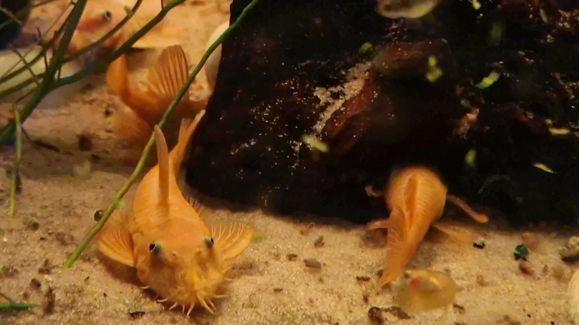 Evil Eye Puffer Fish in Aquarium Free Stock Video Footage, Royalty-Free ...