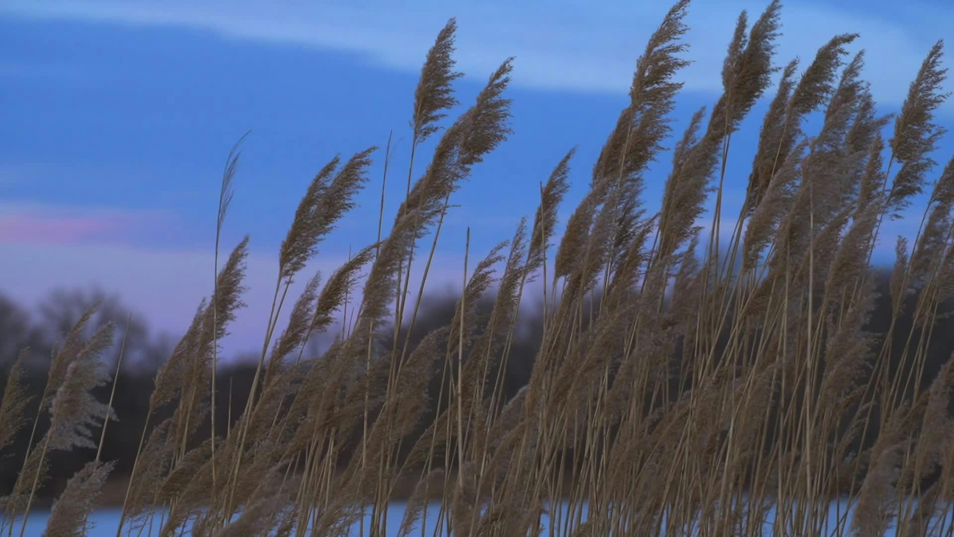 Tall reeds in the wind at sunset Free Stock Video Footage, Royalty-Free ...