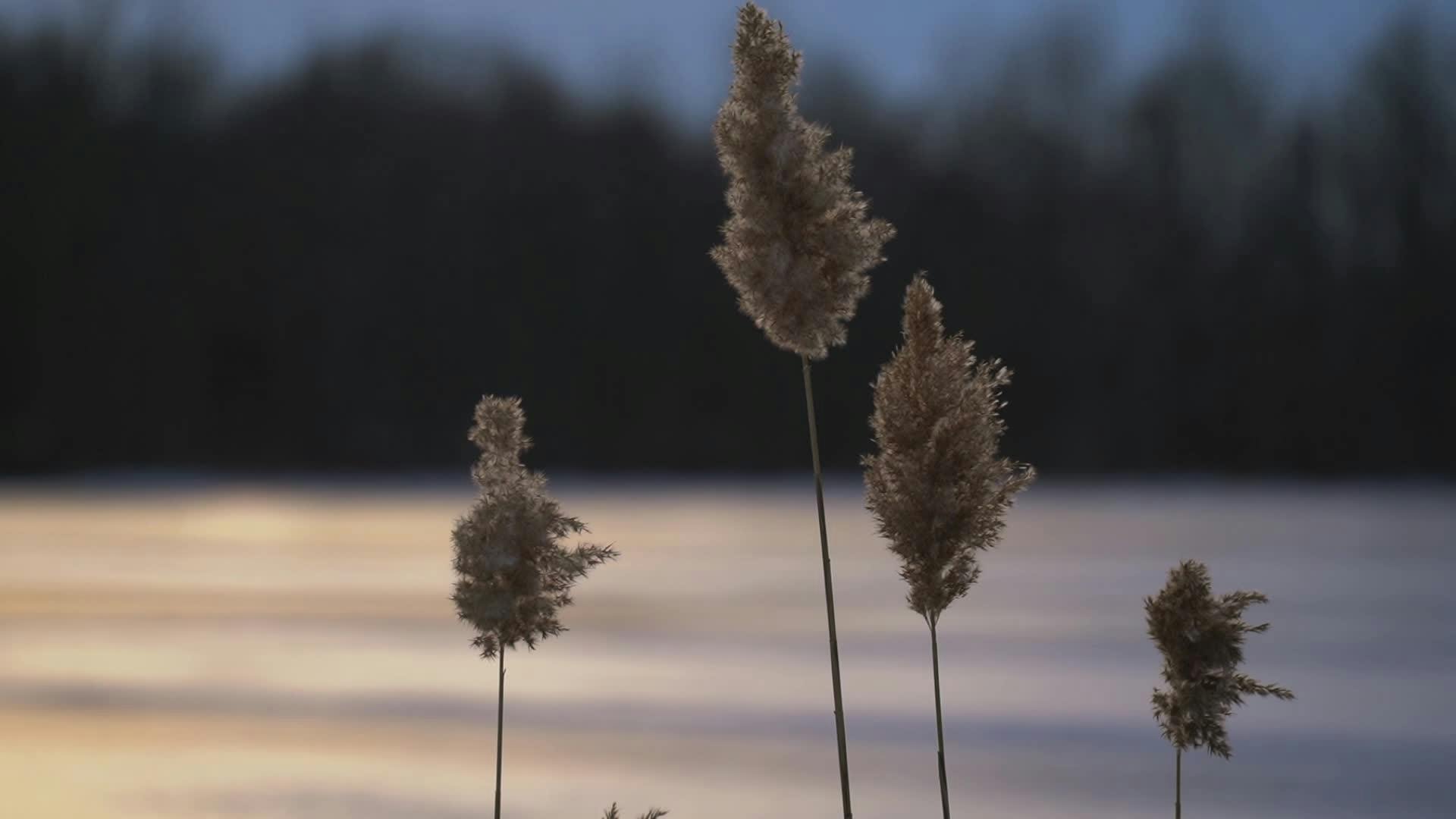 Cattails in the water at sunset Free Stock Video Footage, Royalty-Free ...