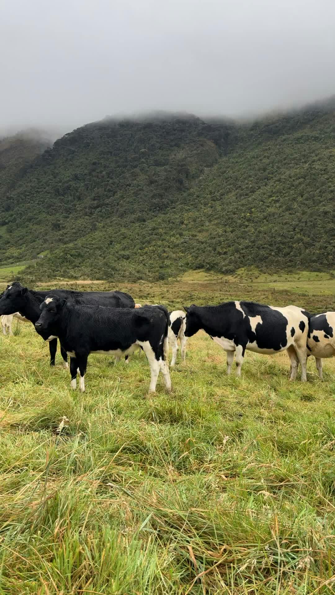 Cows Free Stock Video Footage, Royalty-Free 4K & HD Video Clip