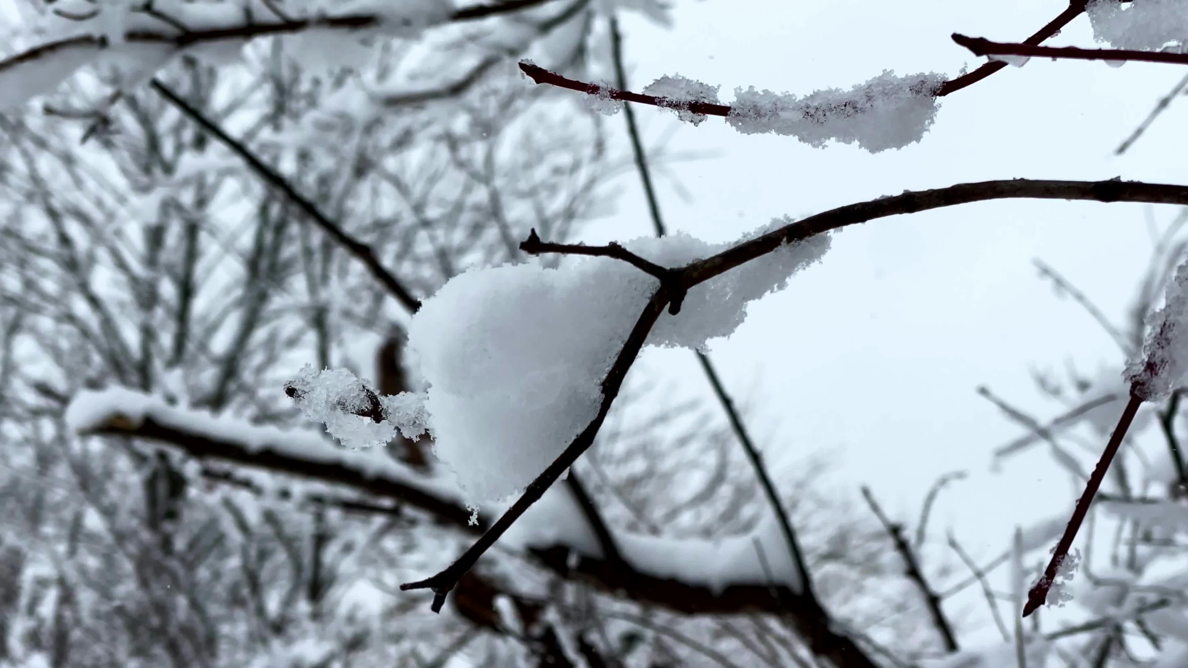 Vídeos de stock gratuitos sobre al aire libre, árbol, arboles, árido ...