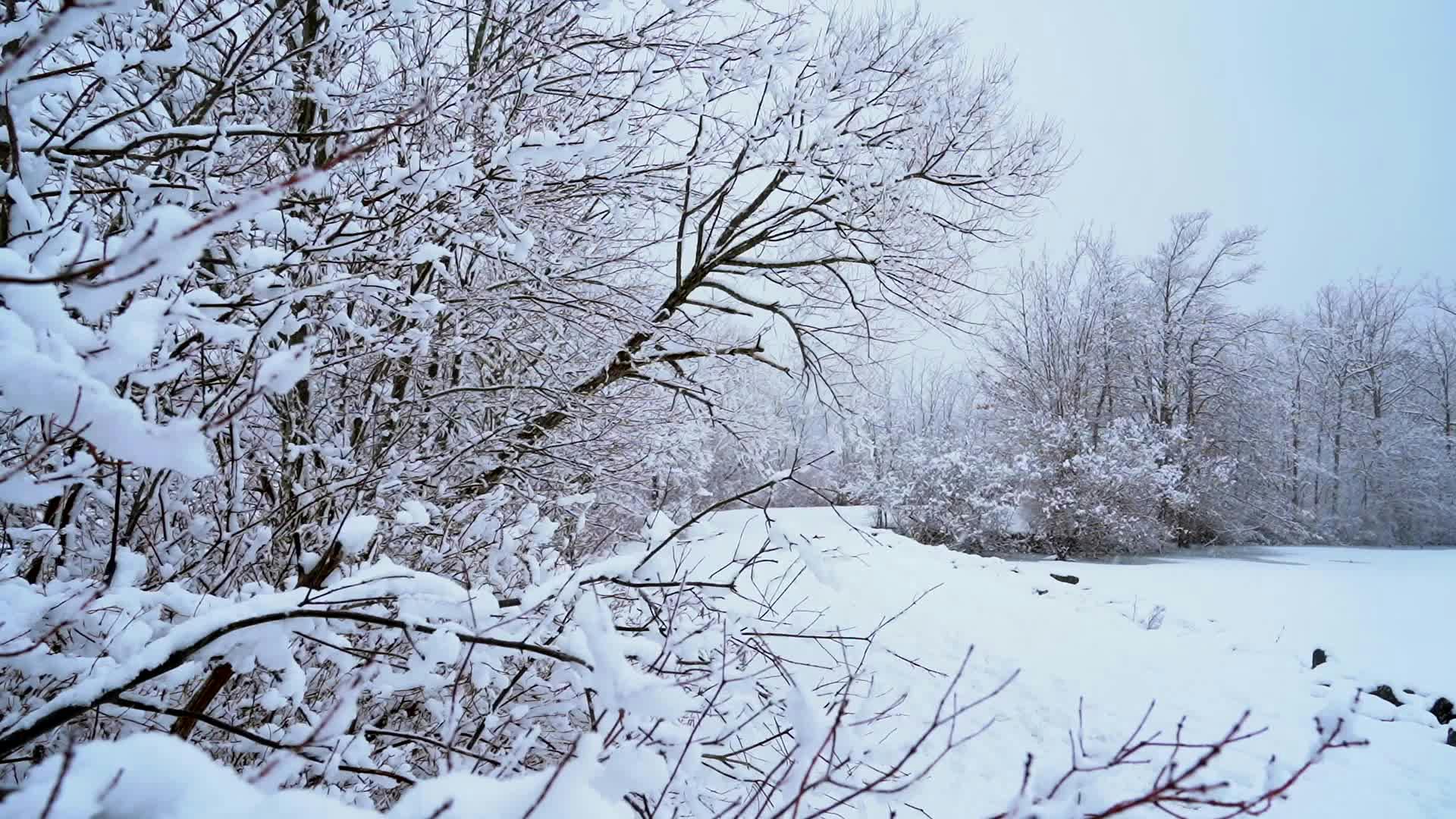 Vídeos de stock gratuitos sobre al aire libre, arboles, árboles en la ...