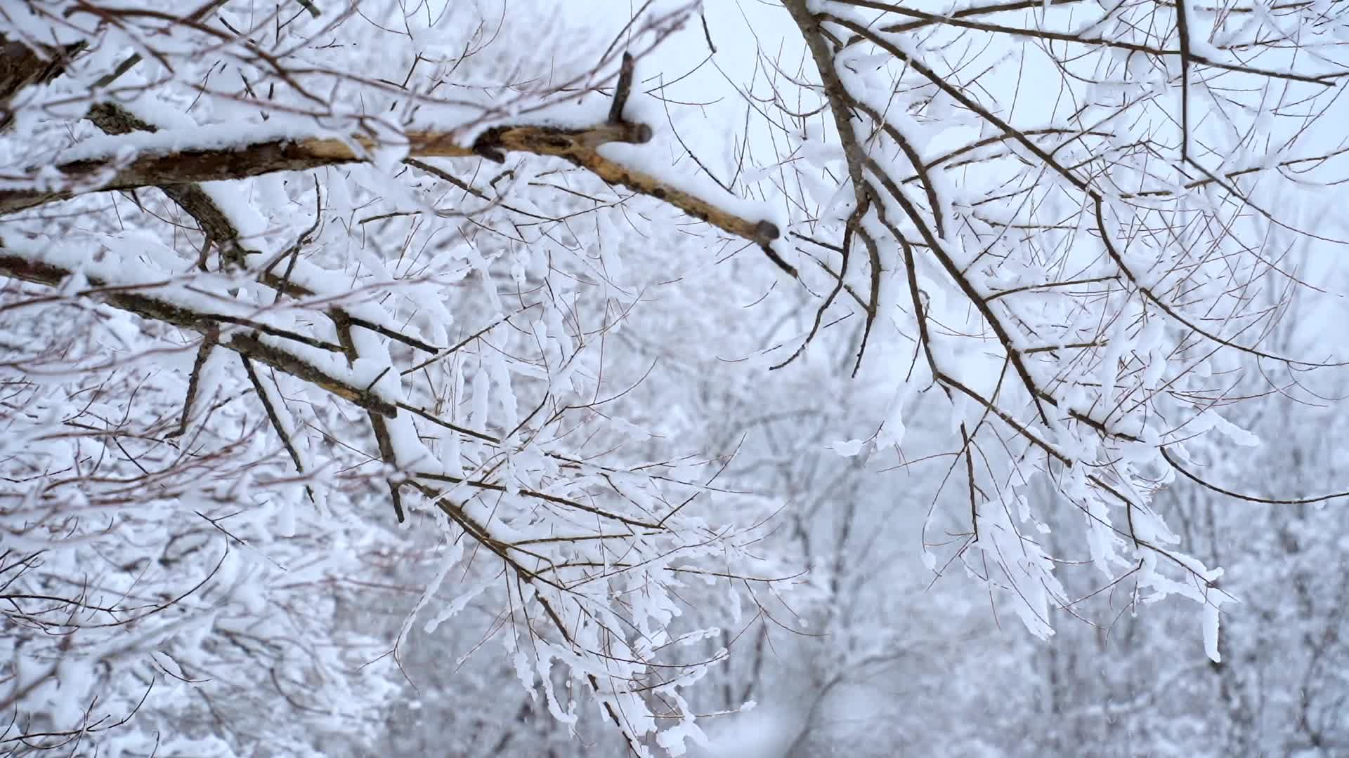 Snow falling from the sky over a forest Free Stock Video Footage ...