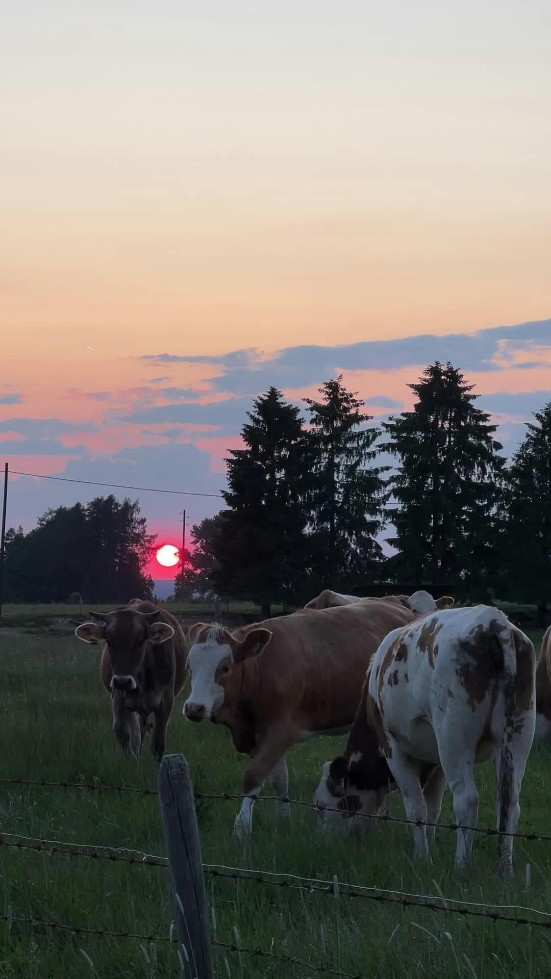 Beautiful Cows Videos, Download The BEST Free 4k Stock Video Footage ...