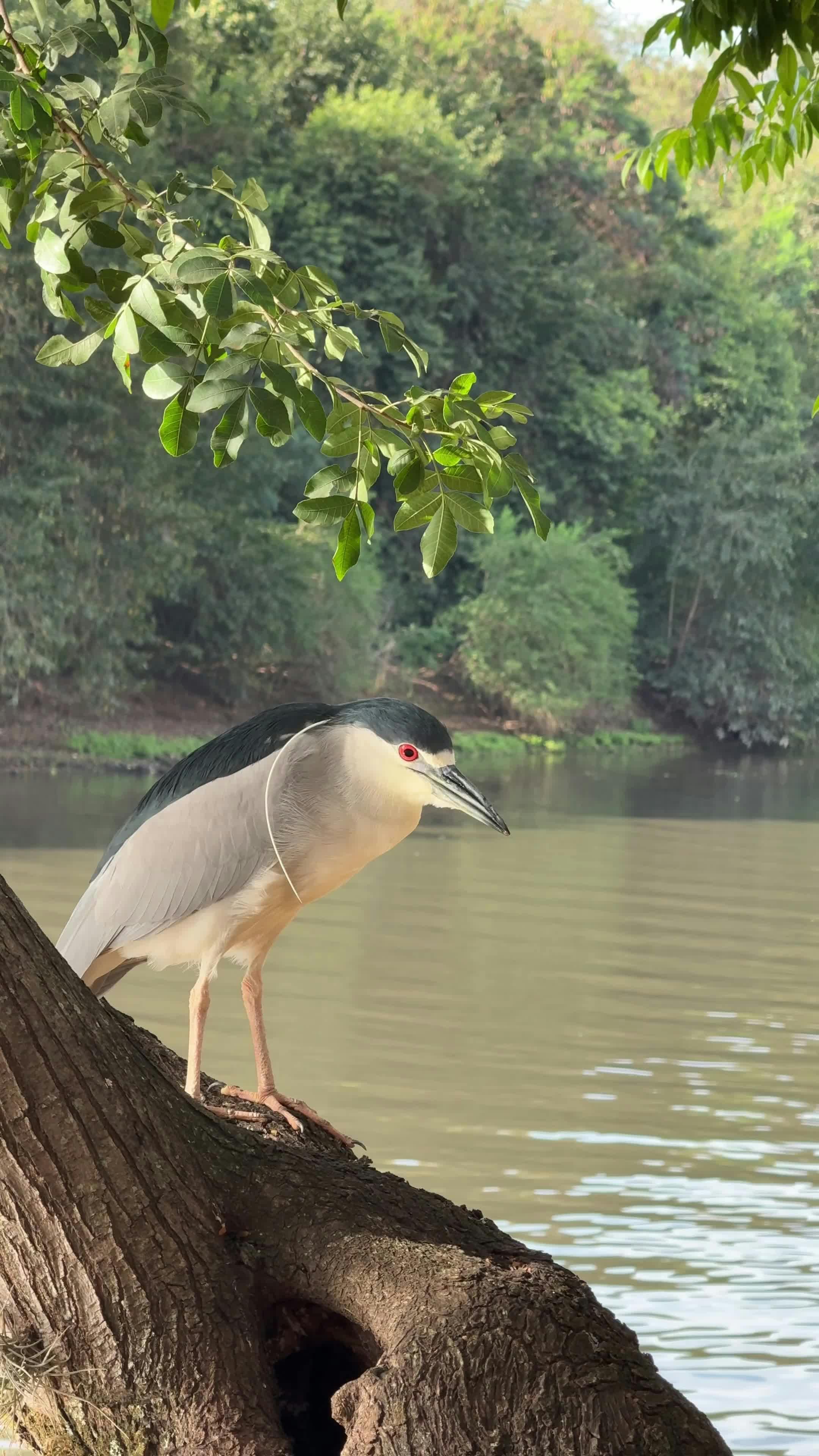 Raw Portrait Bird Videos, Download The BEST Free 4k Stock Video Footage ...