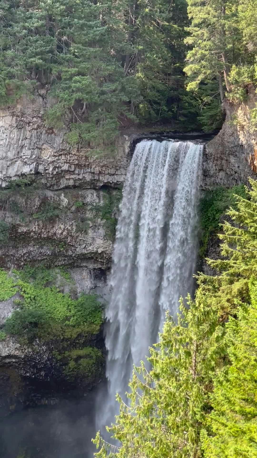 Jaw Tree Videos, Download The BEST Free 4k Stock Video Footage & Jaw ...