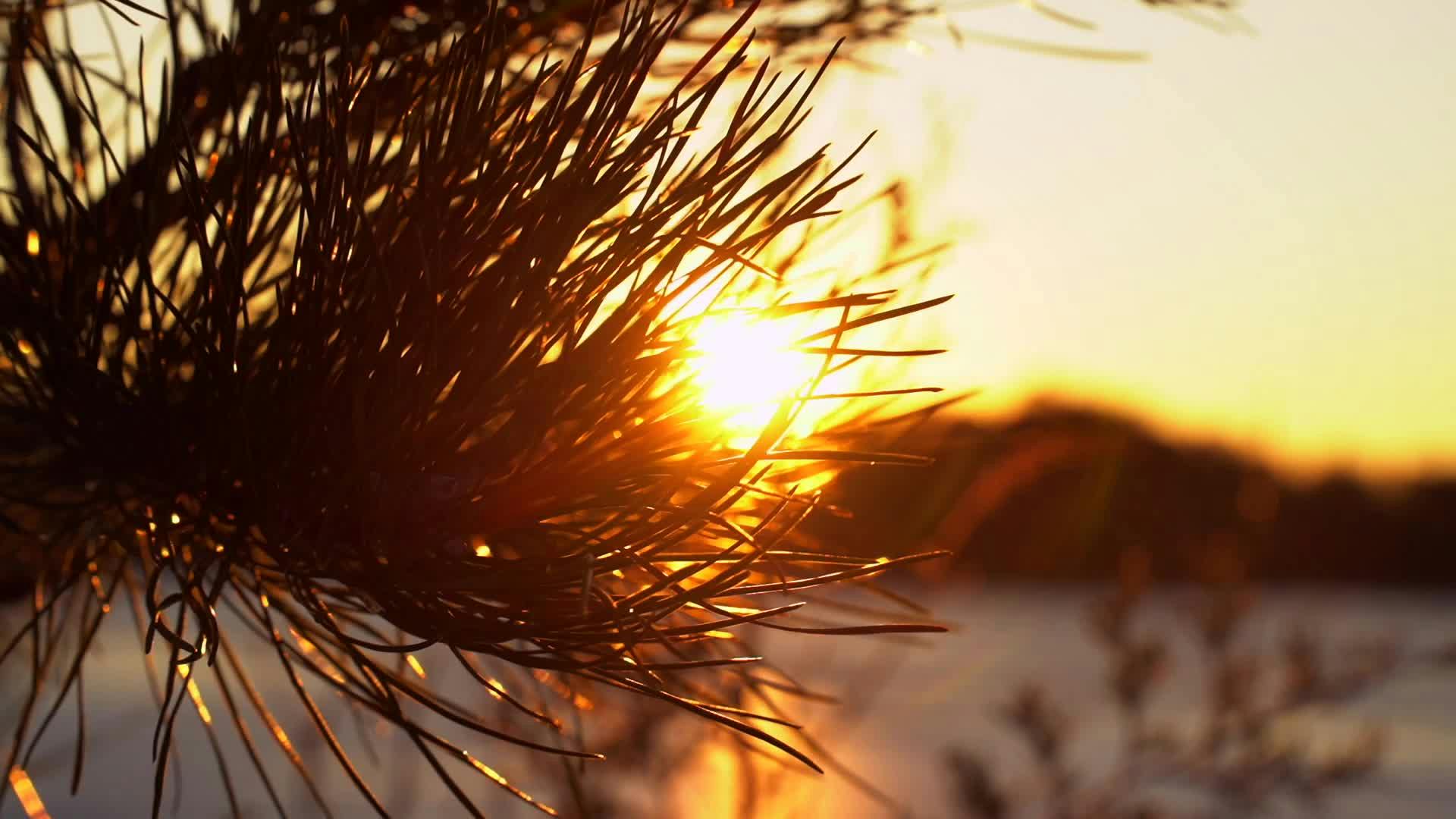 Lovely Forest Background Videos, Download The BEST Free 4k Stock Video ...