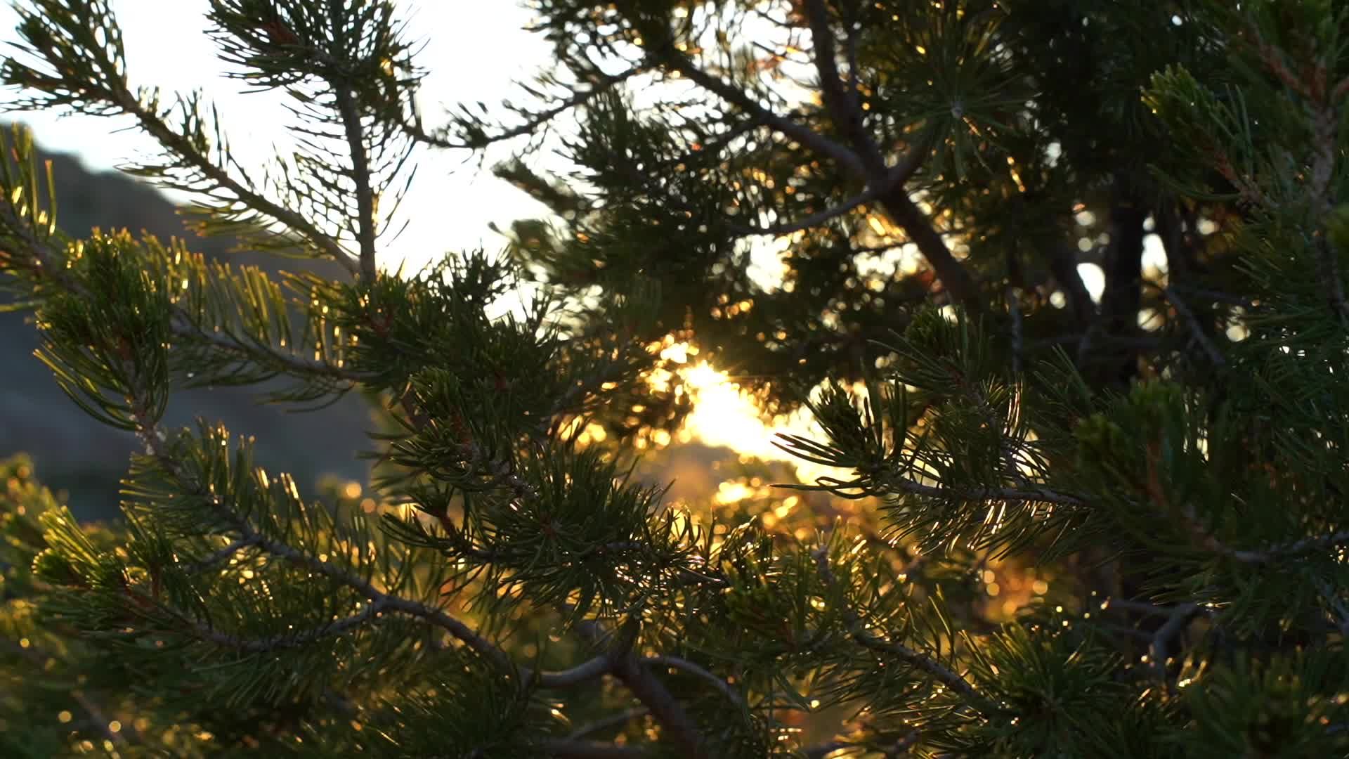 The sun is setting behind a pine tree Free Stock Video Footage, Royalty ...