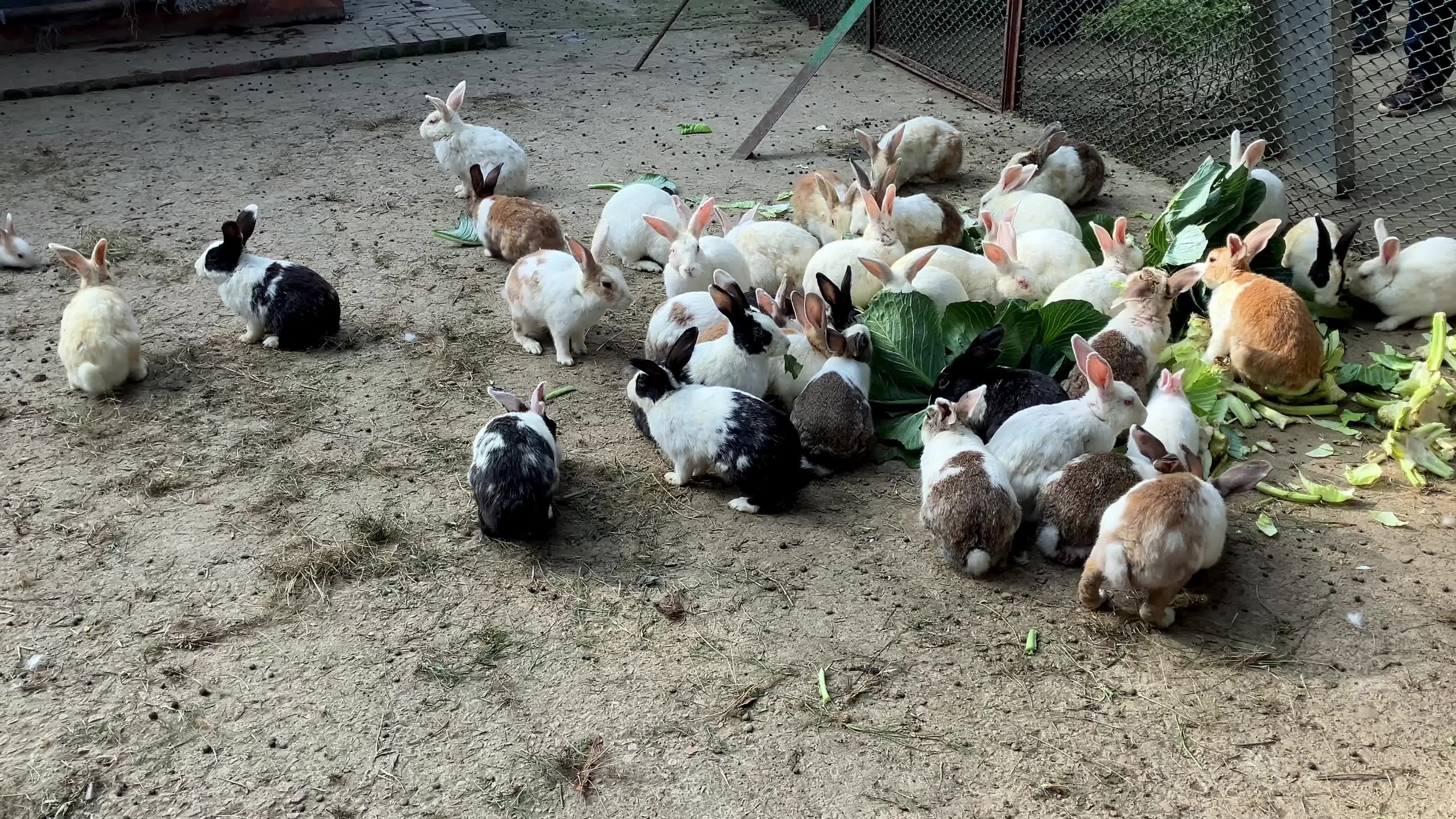 A group of rabbits eating in a pen Free Stock Video Footage, Royalty ...