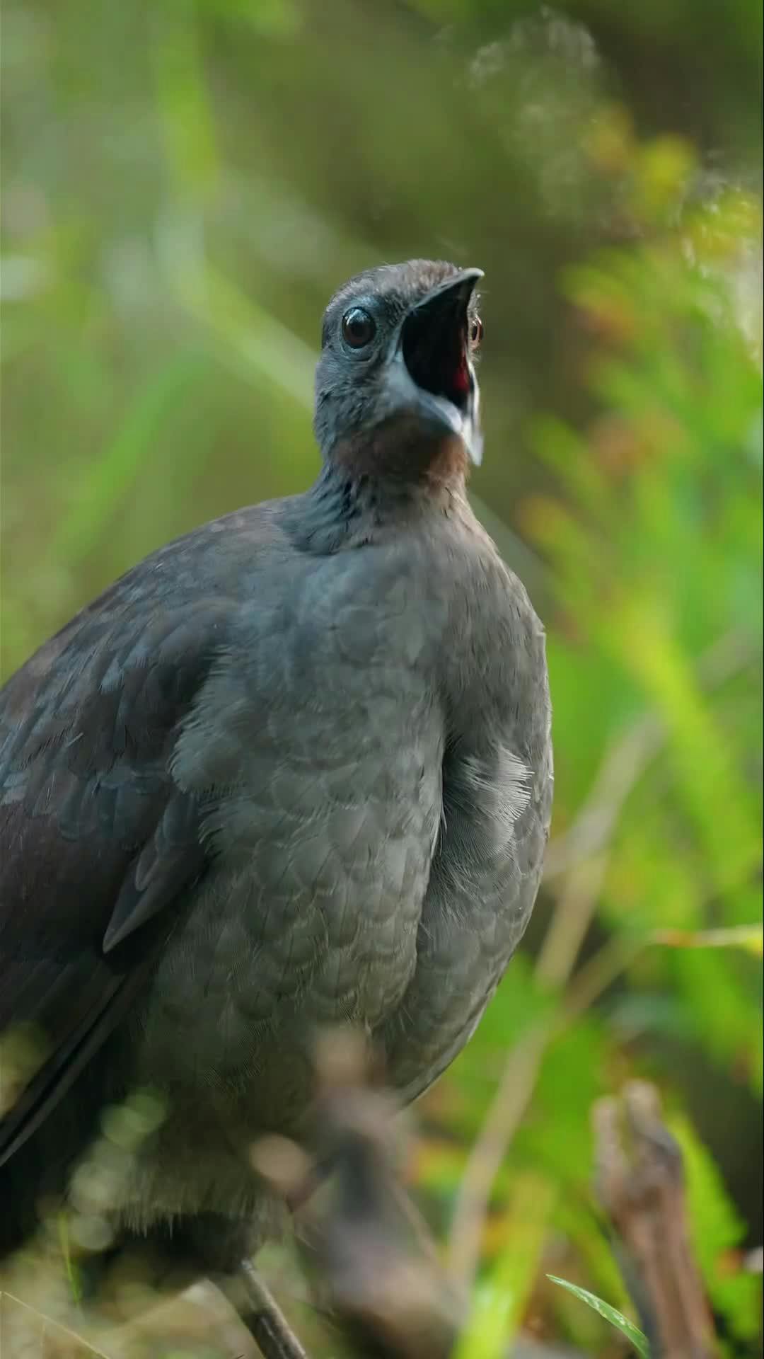 Vídeos de stock gratuitos sobre al aire libre, alas, alsacia, animal ...