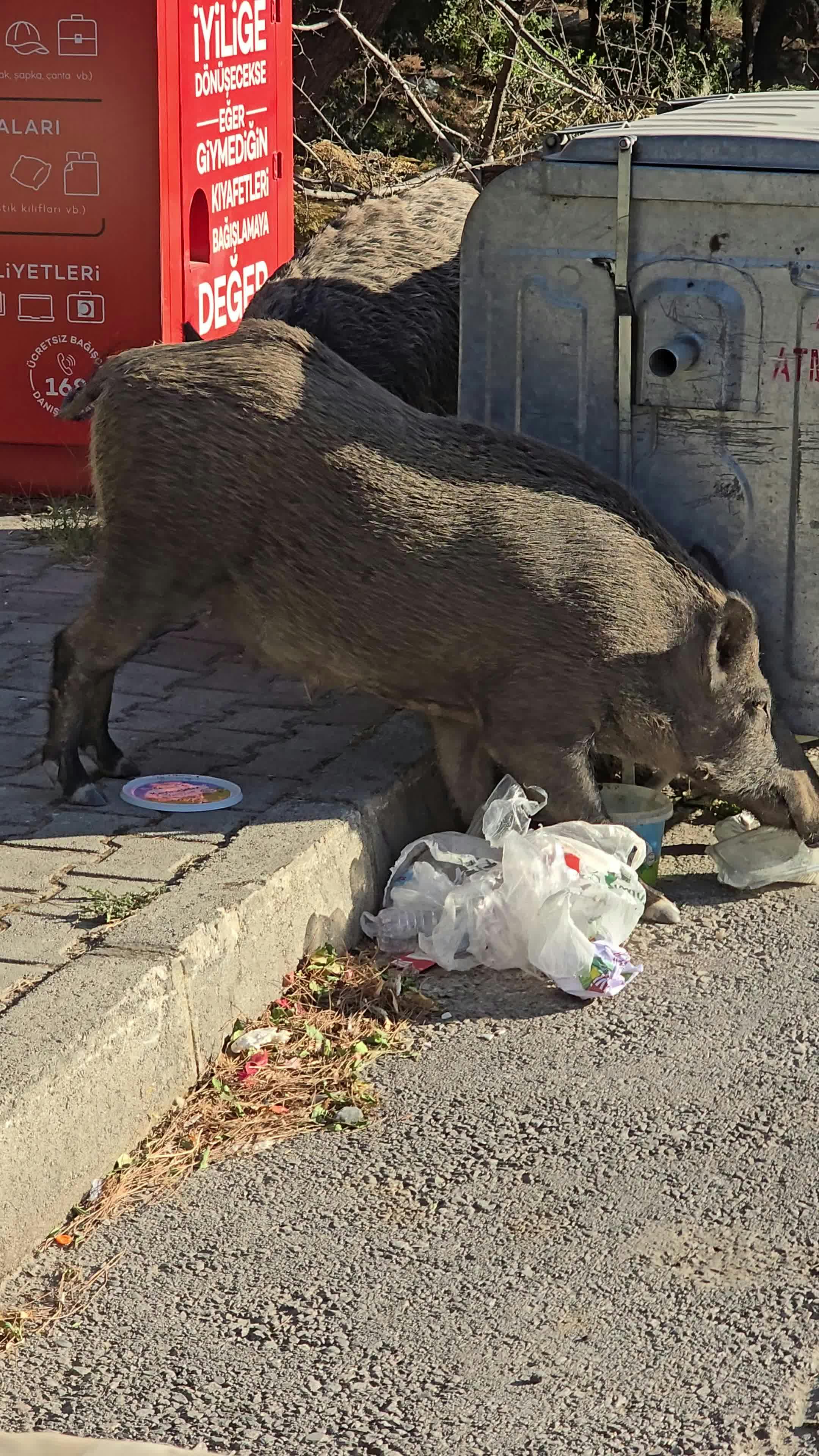 A wild boar is eating garbage on the sidewalk Free Stock Video Footage ...