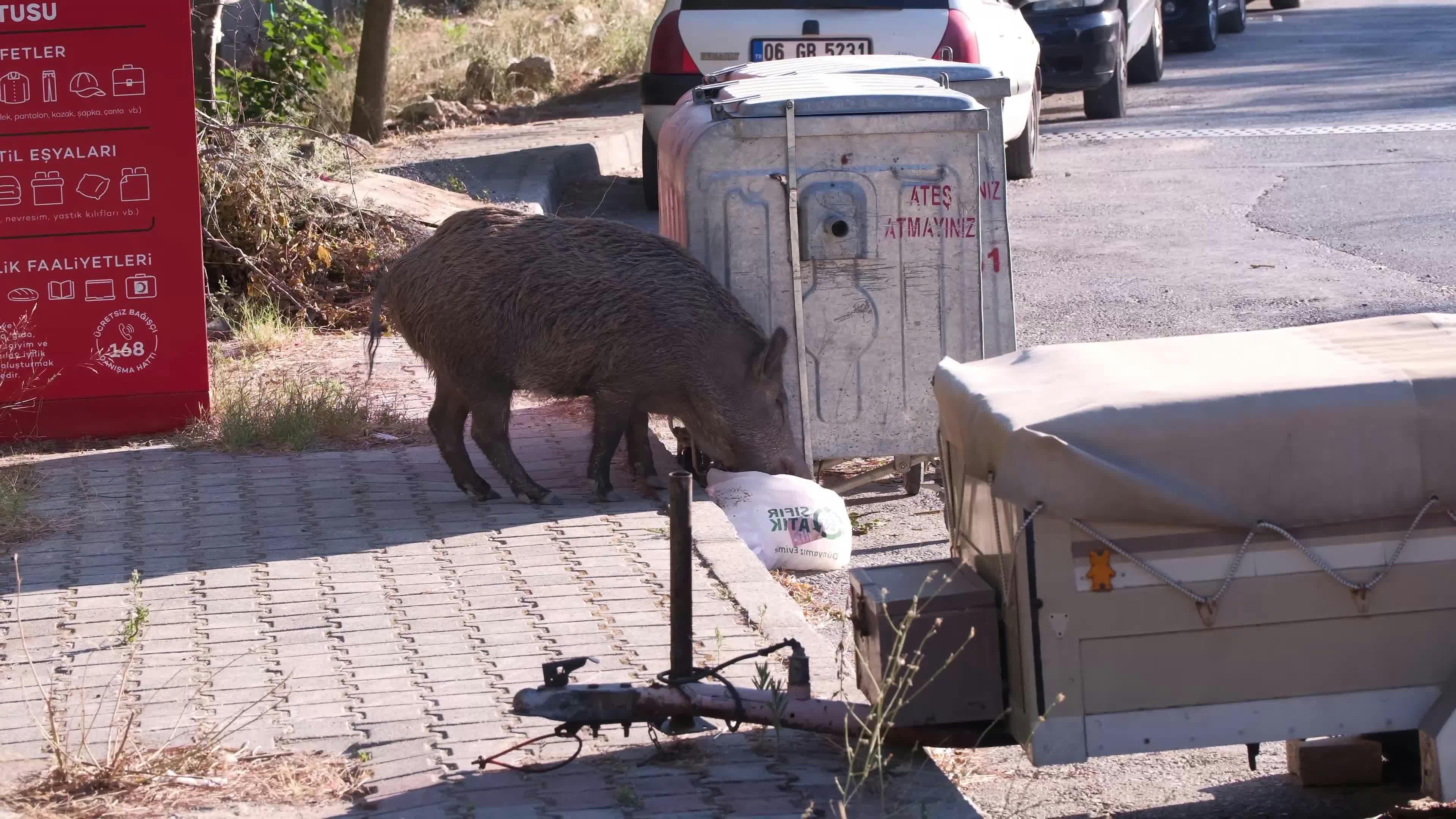 A wild boar is eating food from a trash can Free Stock Video Footage ...