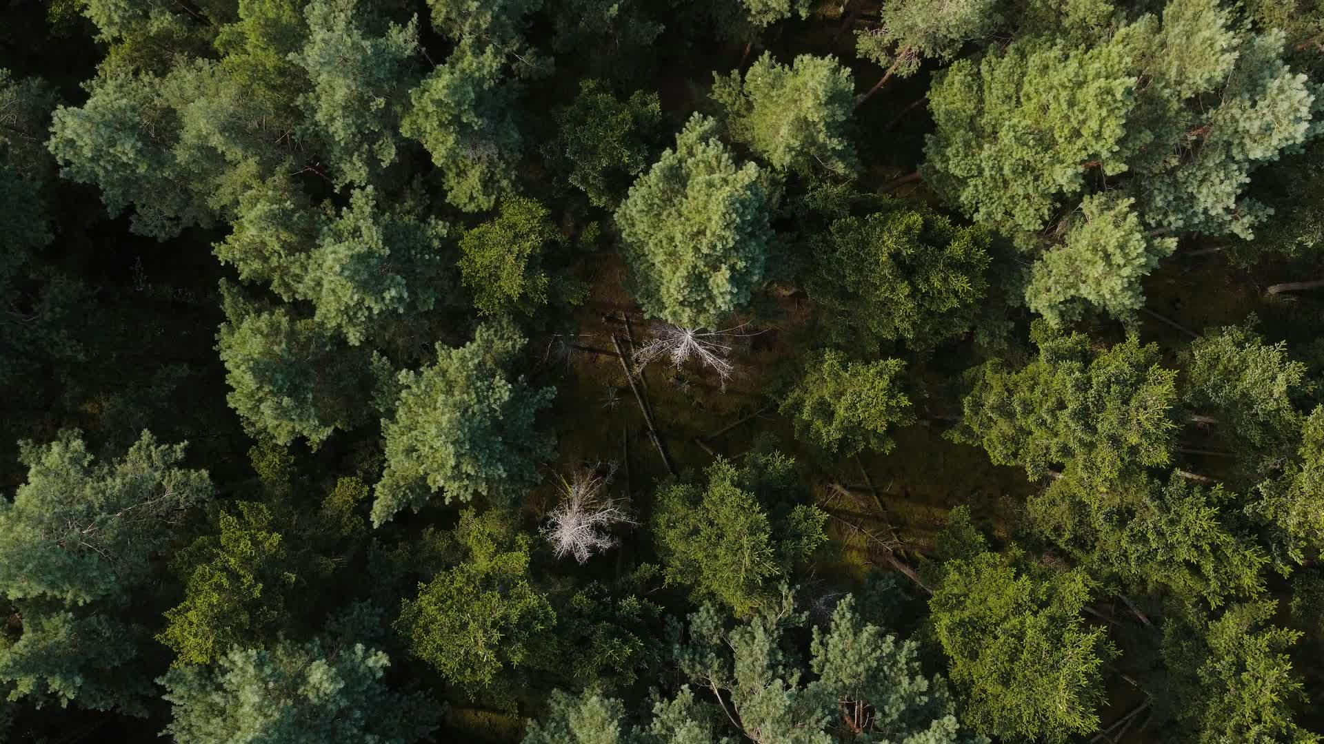 Aerial View Of Forest Free Stock Video Footage, Royalty-Free 4K & HD ...