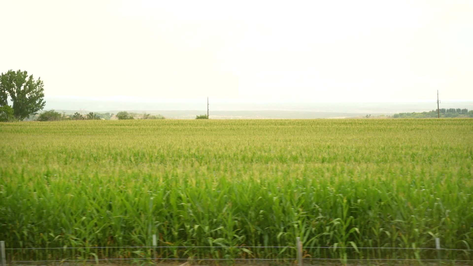 A corn field with a fence in the background Free Stock Video Footage ...