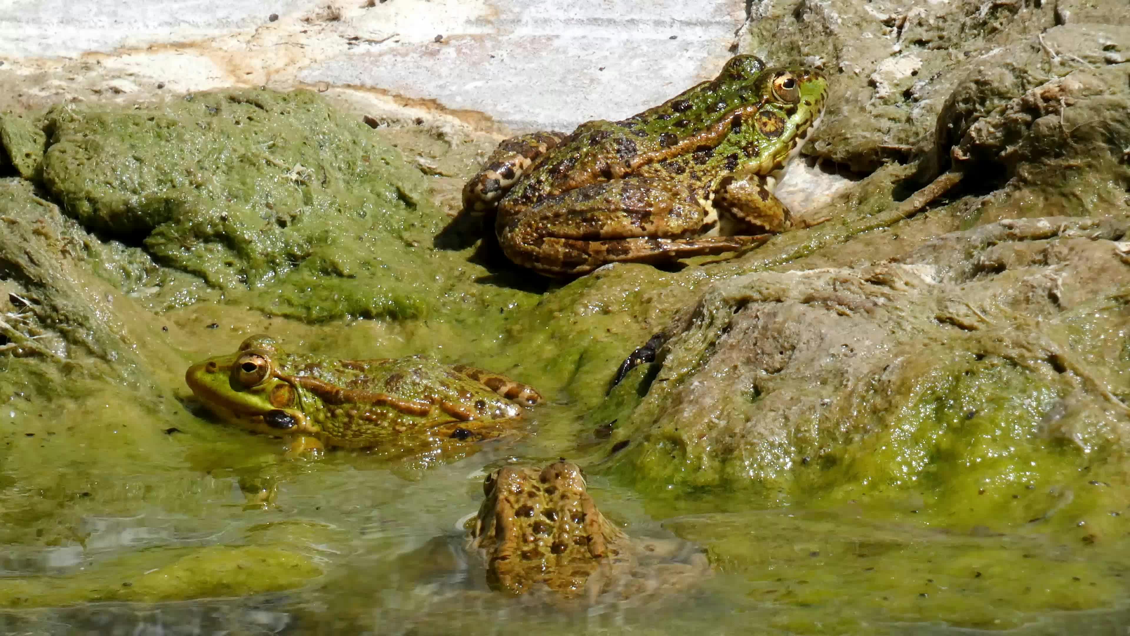 Frogs And Tadpole Videos, Download The BEST Free 4k Stock Video Footage ...