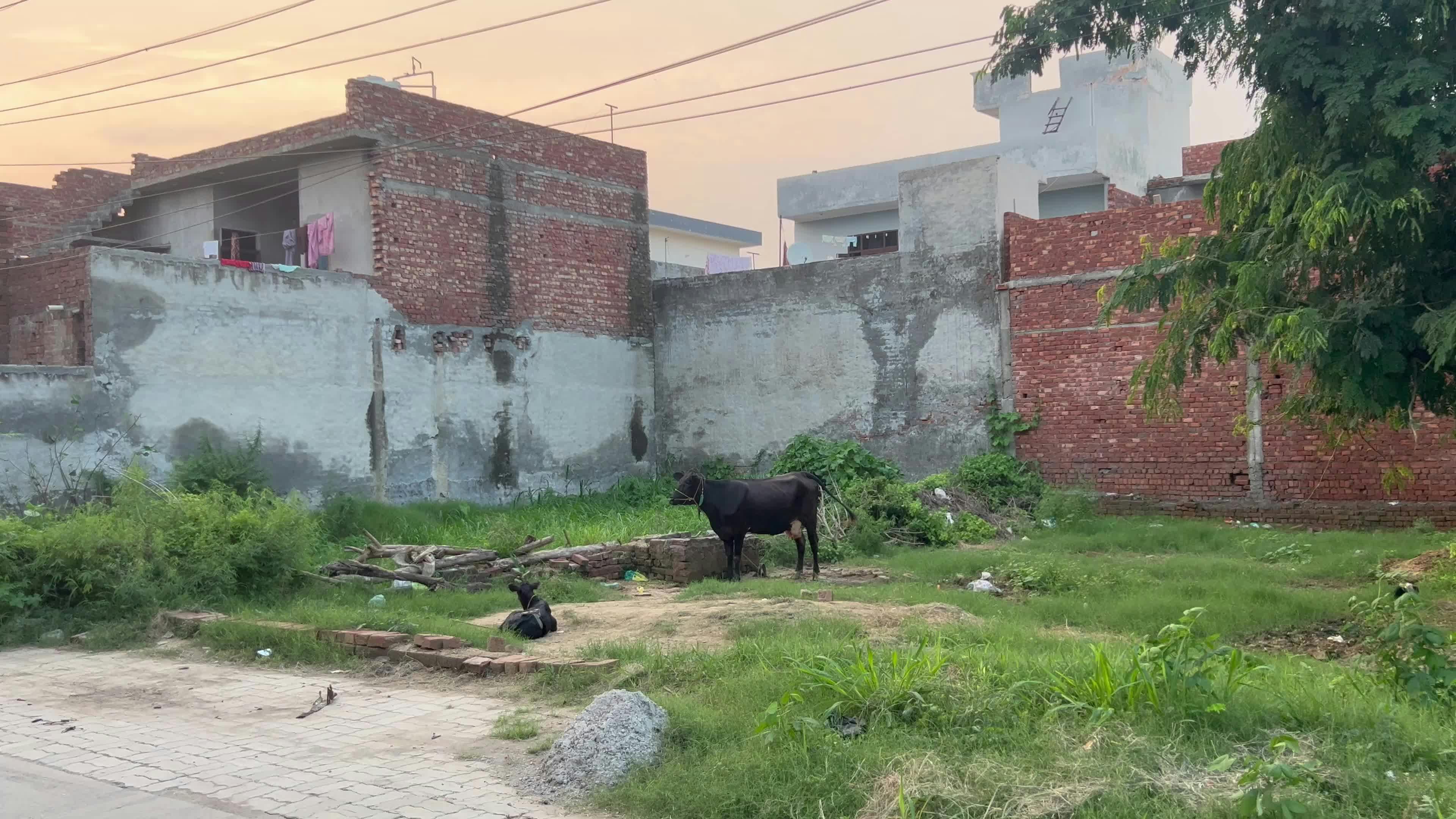 Cow Meet Videos, Download The BEST Free 4k Stock Video Footage & Cow ...