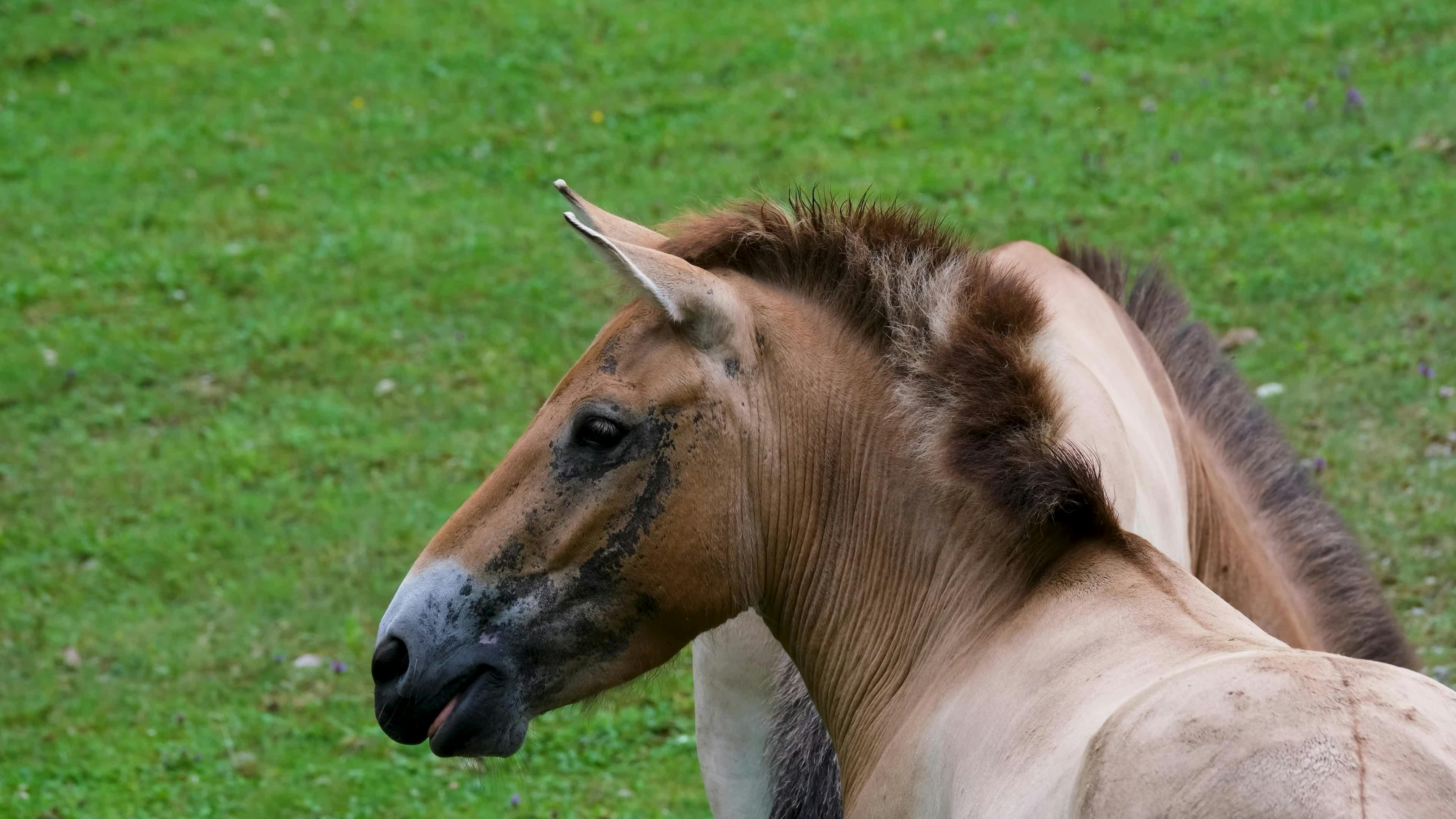 Aerial View of Horses Running in Farm Free Stock Video Footage, Royalty ...