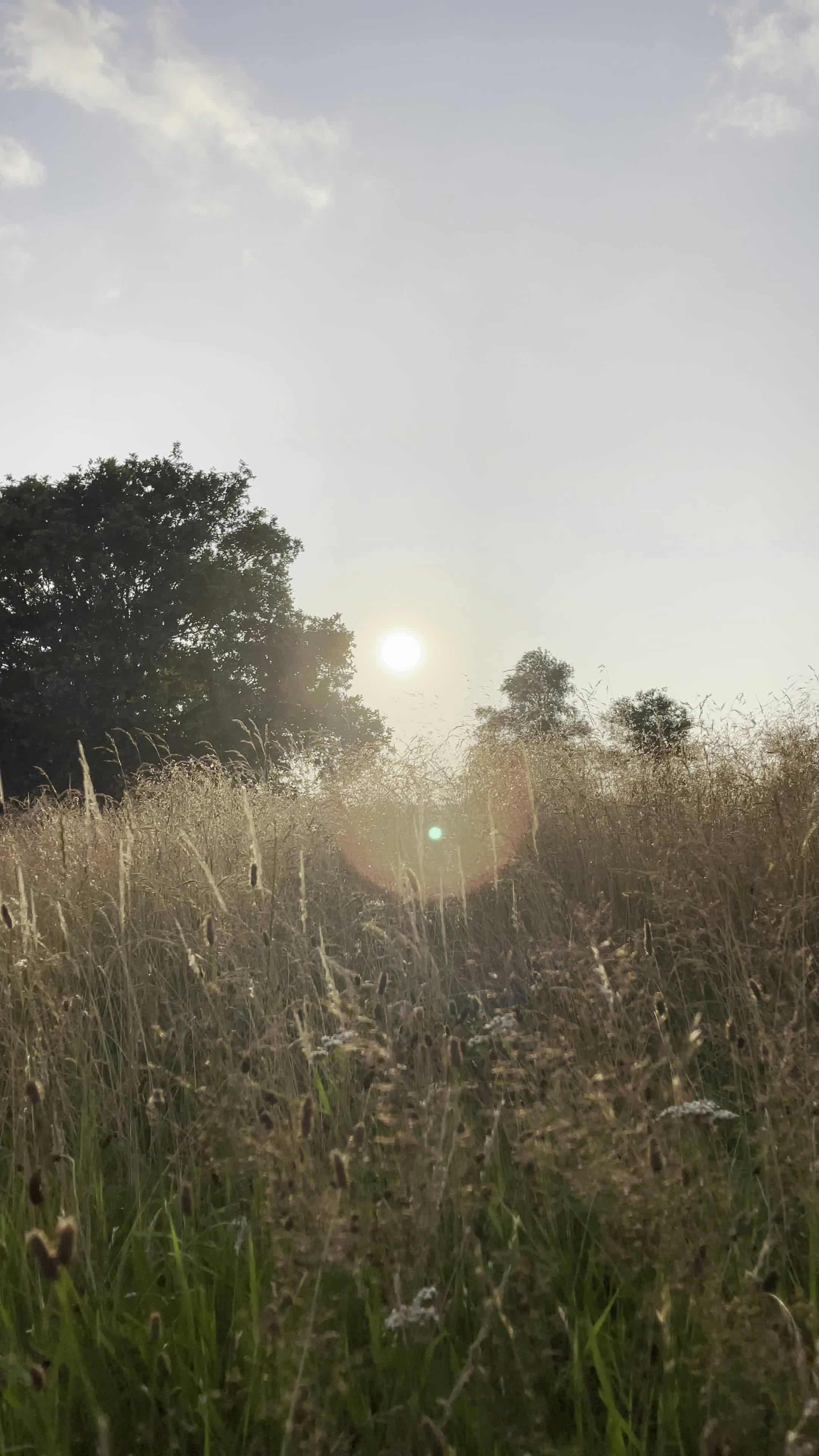 Grass softly waving in warm wind Free Stock Video Footage, Royalty-Free ...