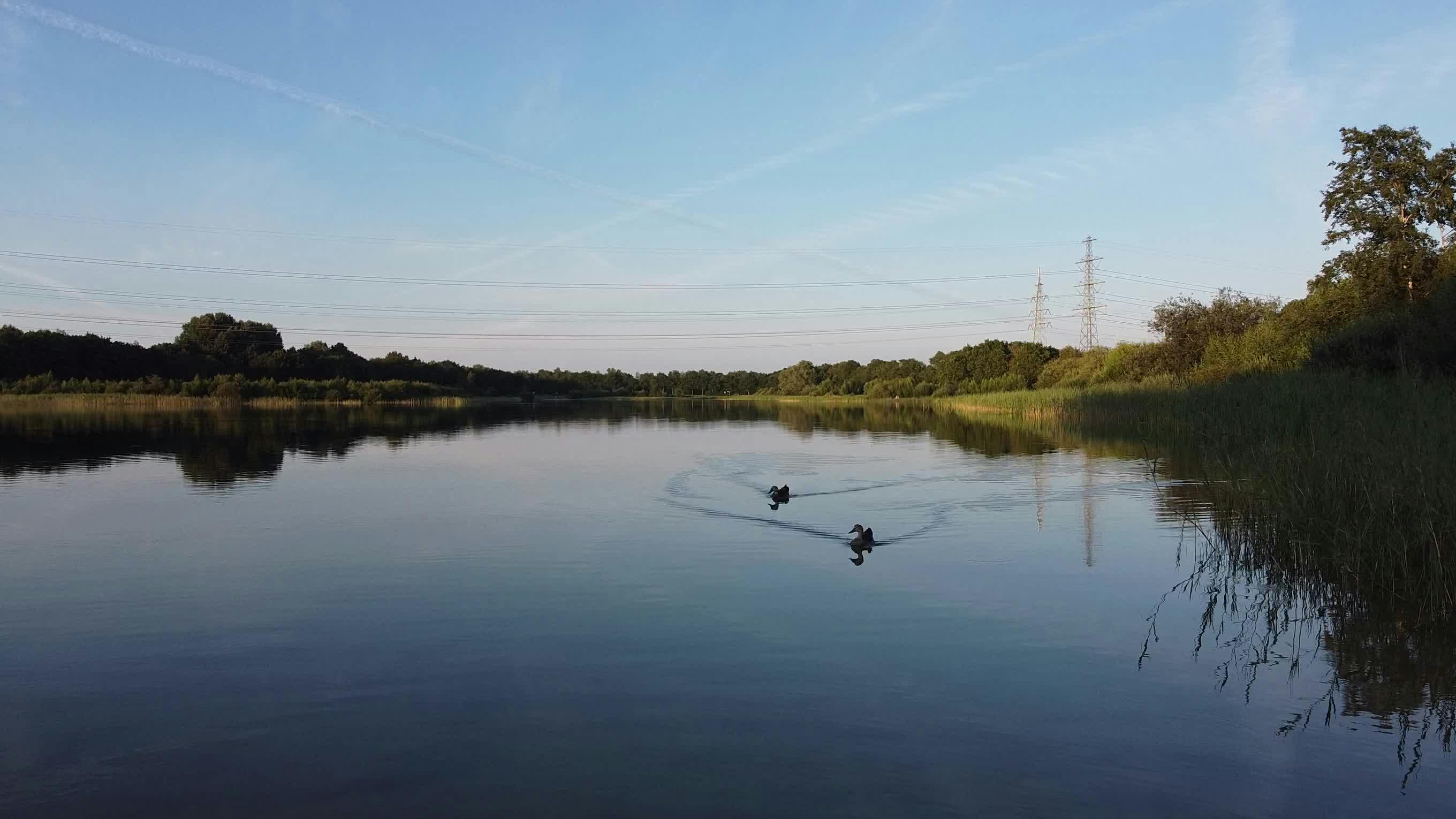 Line Duck Videos, Download The BEST Free 4k Stock Video Footage & Line ...