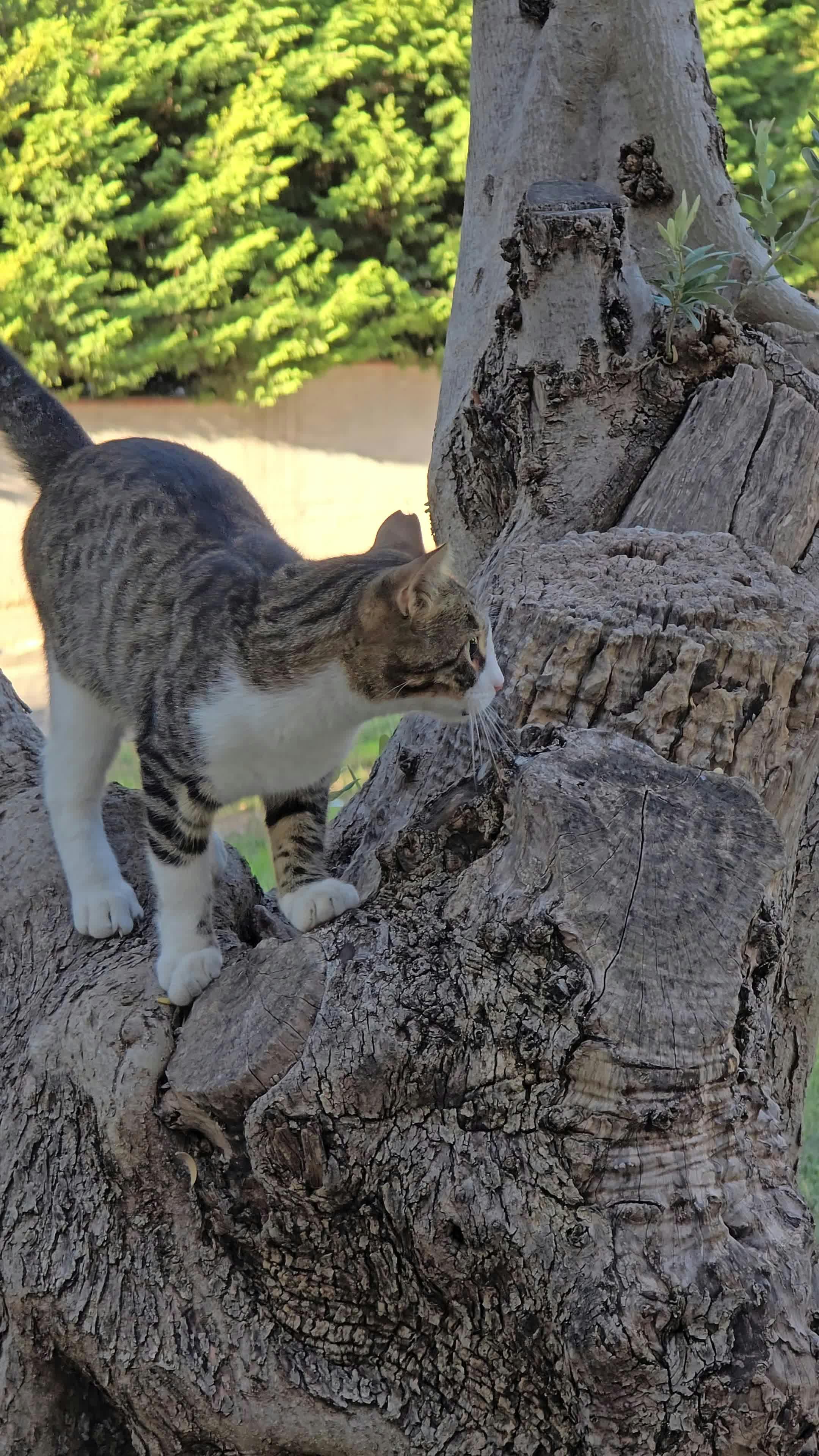 Cat Trunk Videos, Download The BEST Free 4k Stock Video Footage & Cat ...