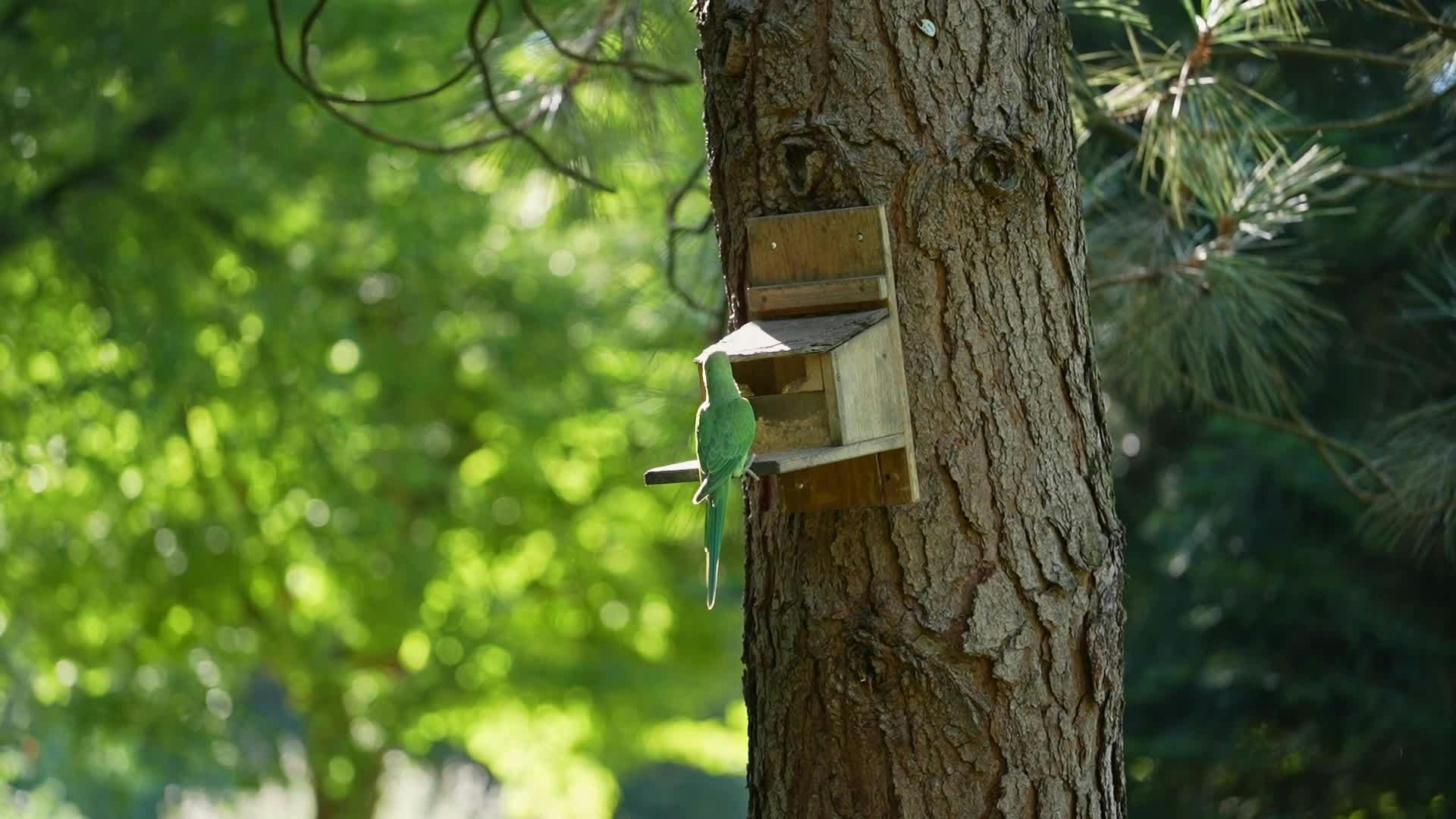 Fly Squirrel Videos, Download The BEST Free 4k Stock Video Footage ...