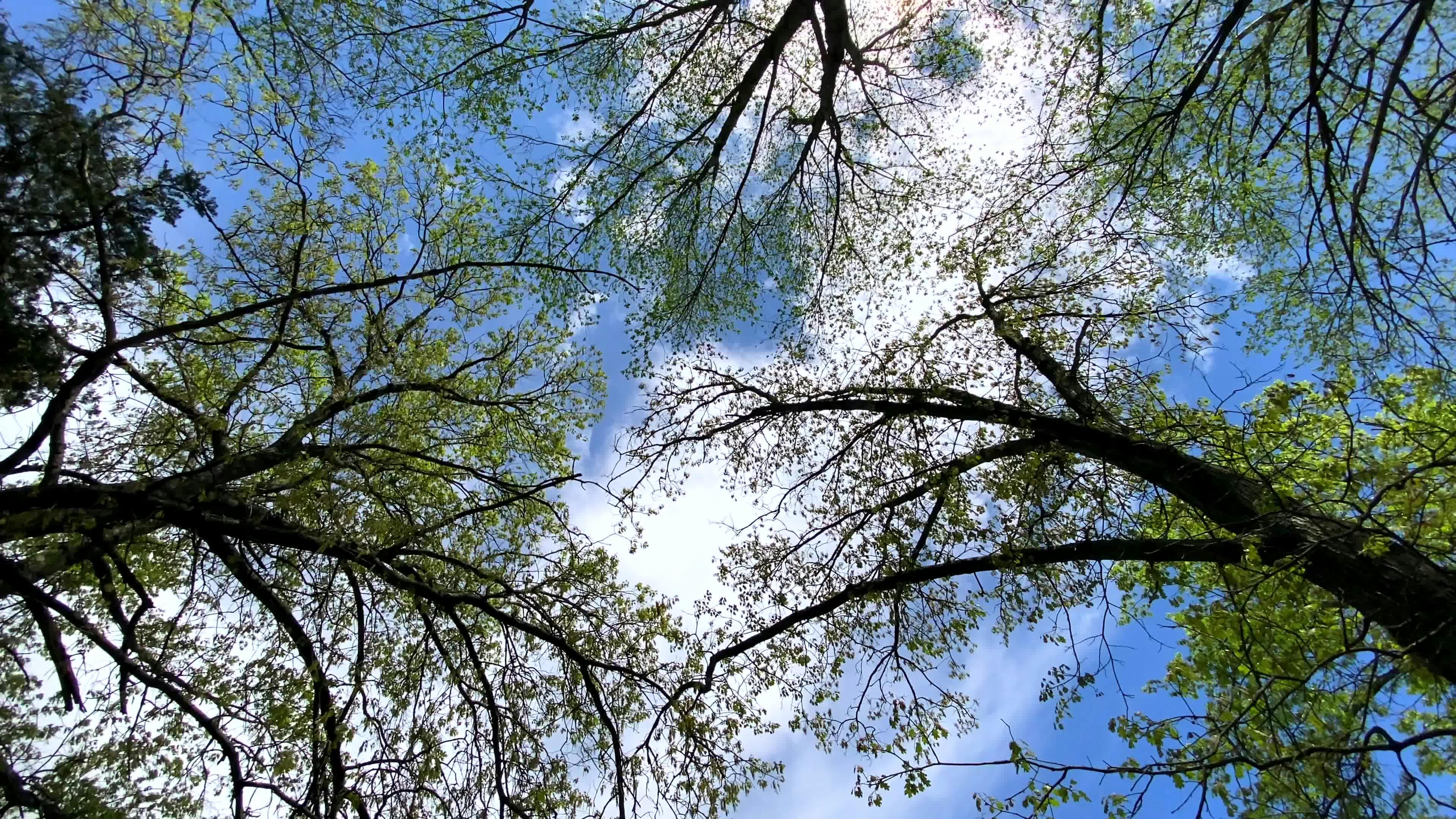 A view of trees from the ground looking up Free Stock Video Footage ...
