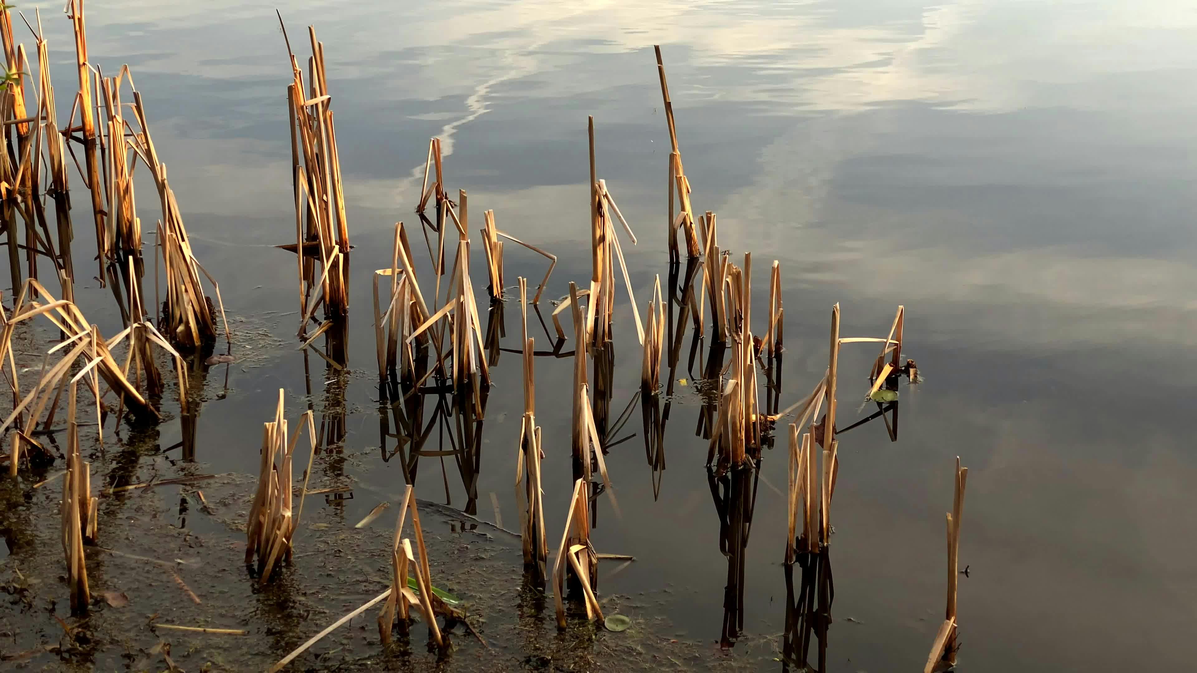 A group of reeds in the water with clouds Free Stock Video Footage ...