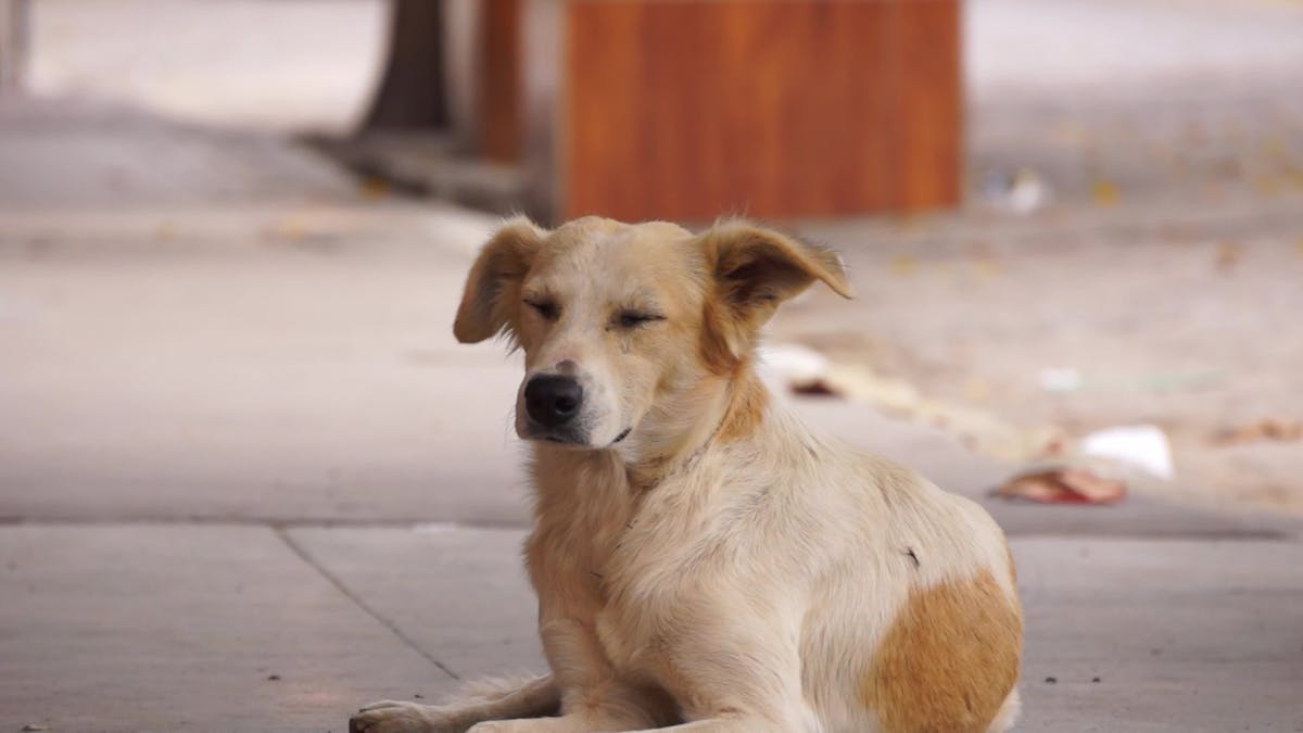 Abandoned Animal Videos, Download The BEST Free 4k Stock Video Footage ...