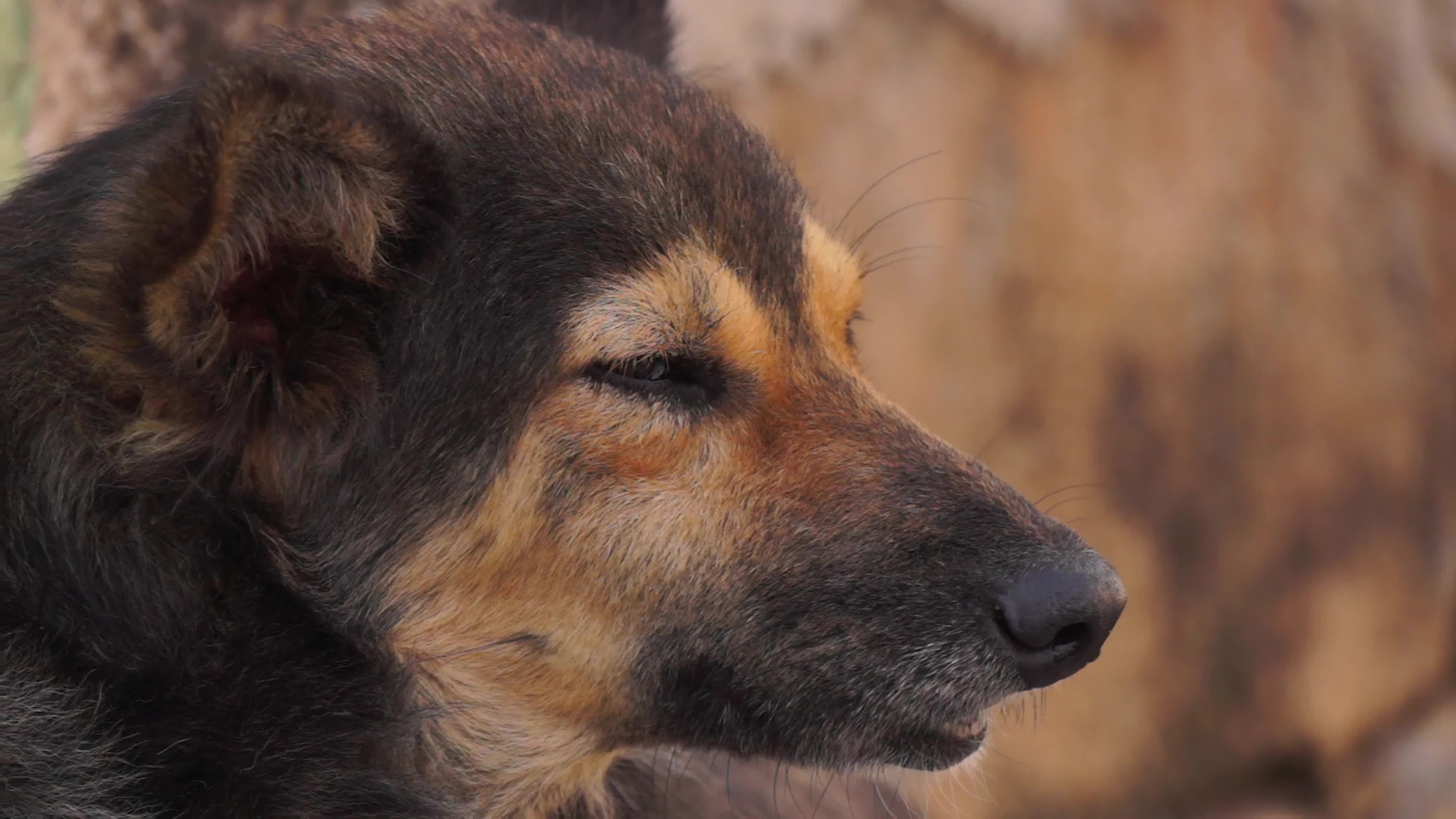 A dog is looking at the camera with its head down Free Stock Video ...