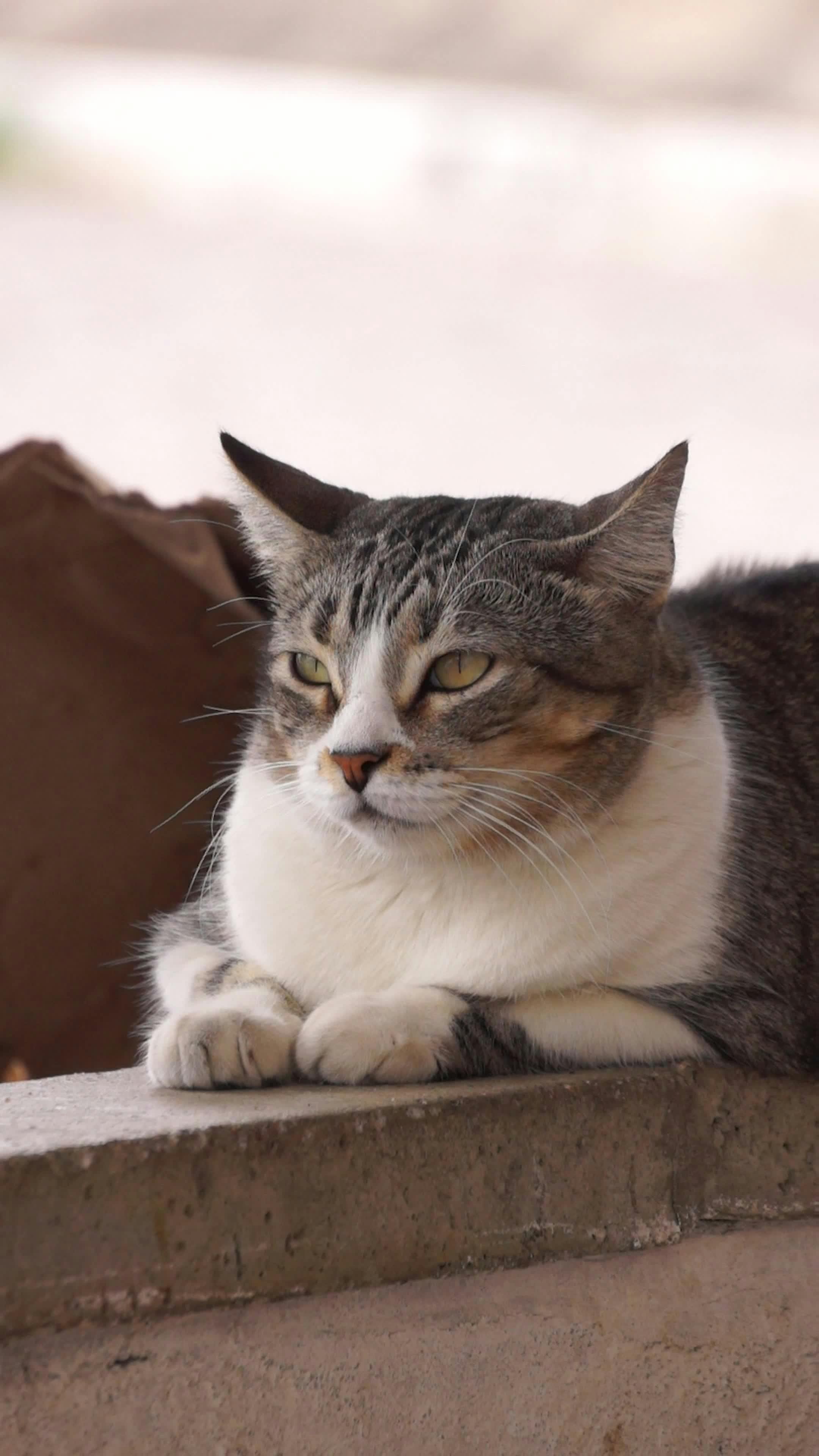 Close-up Footage Of Pet Cats At Rest Free Stock Video Footage, Royalty ...