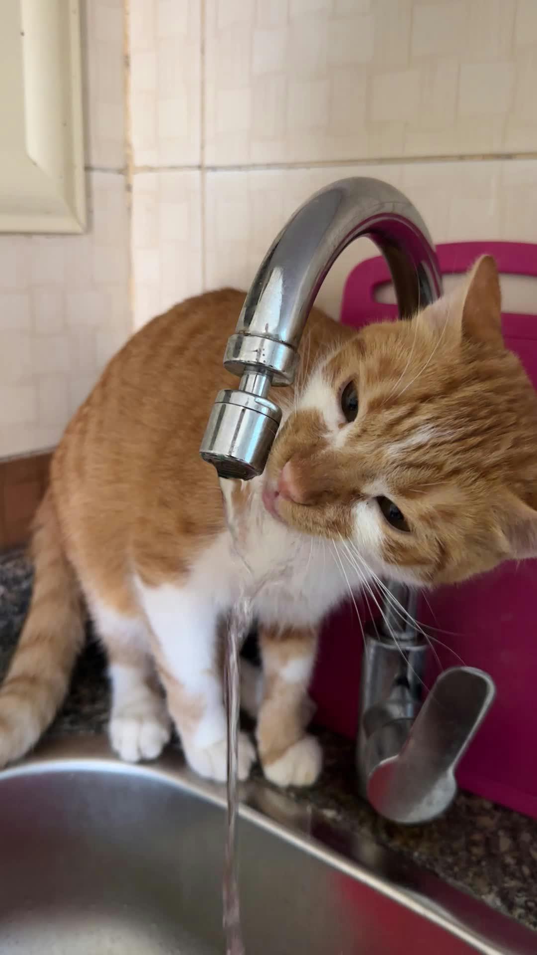 A cat drinking from a faucet in a kitchen sink Free Stock Video Footage ...