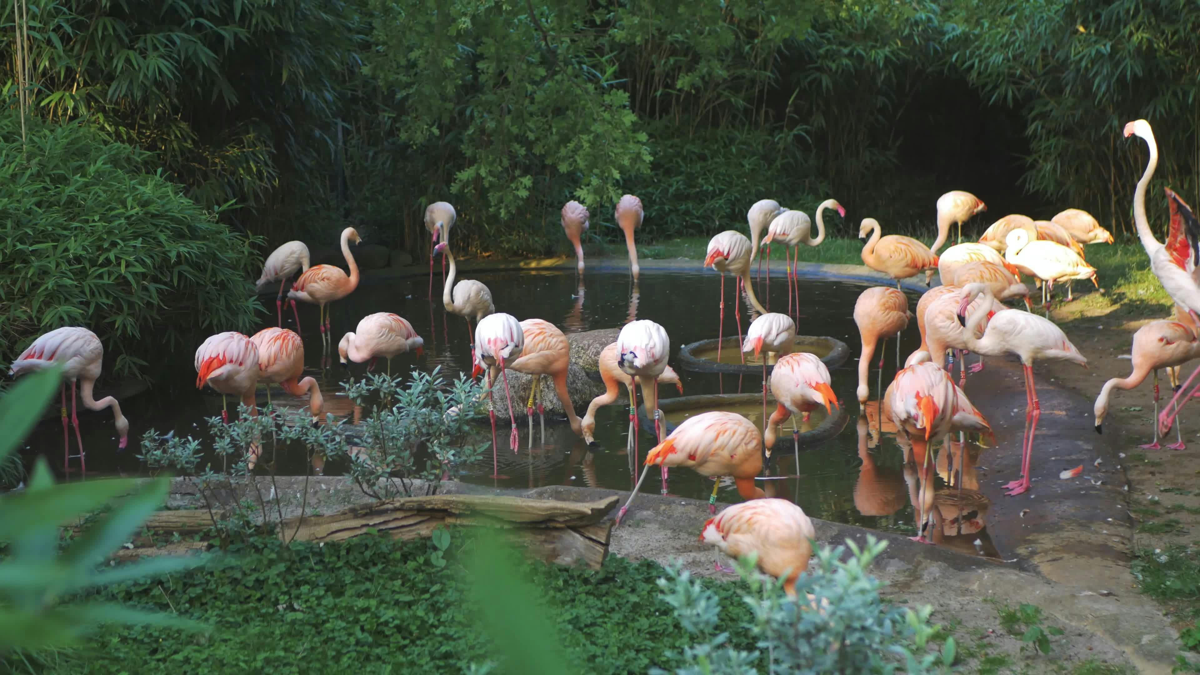 Flamingos are standing in a zoo enclosure Free Stock Video Footage ...