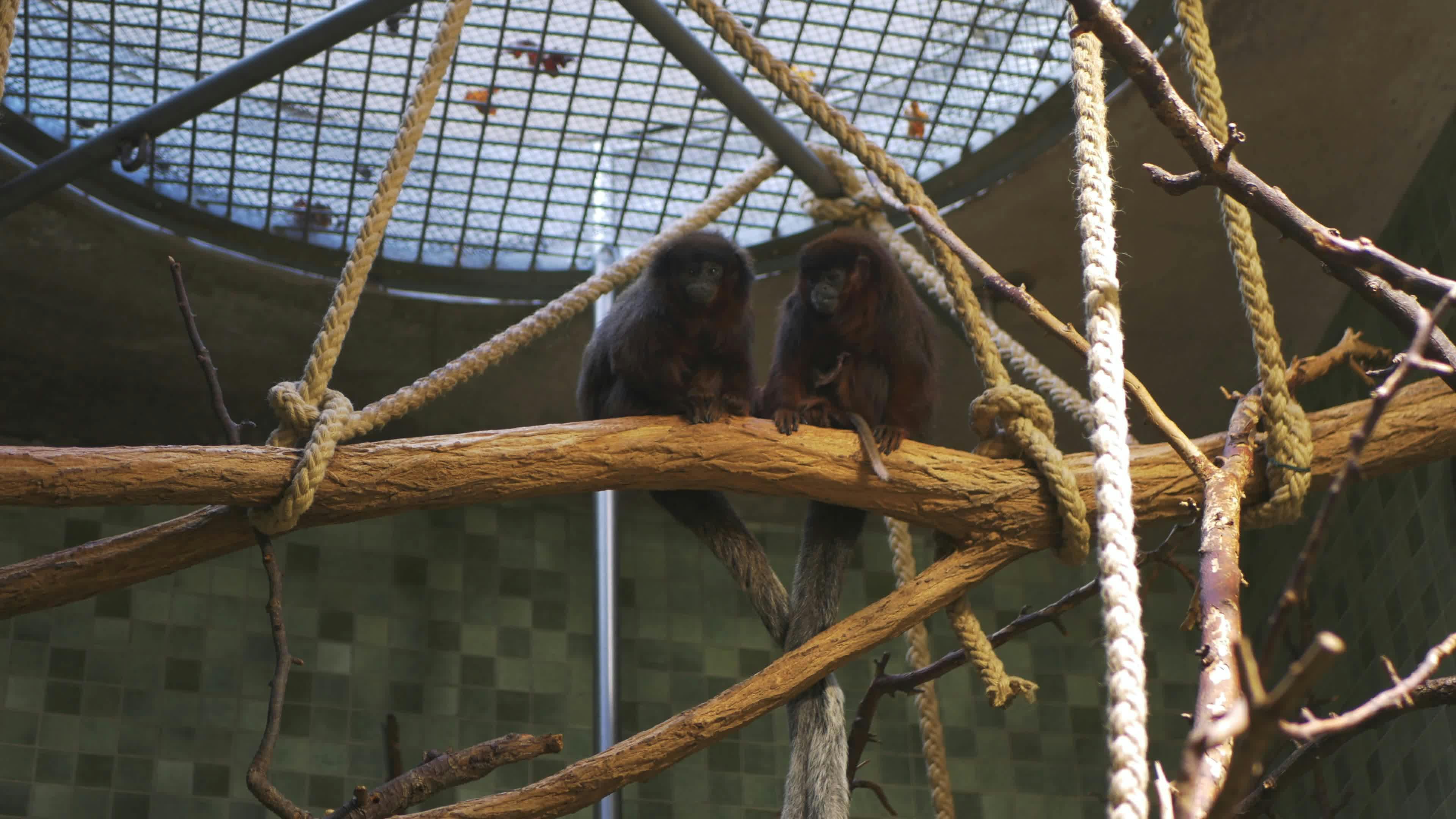 Black and White Colobus Monkeys in Zoo Enclosure Free Stock Video ...