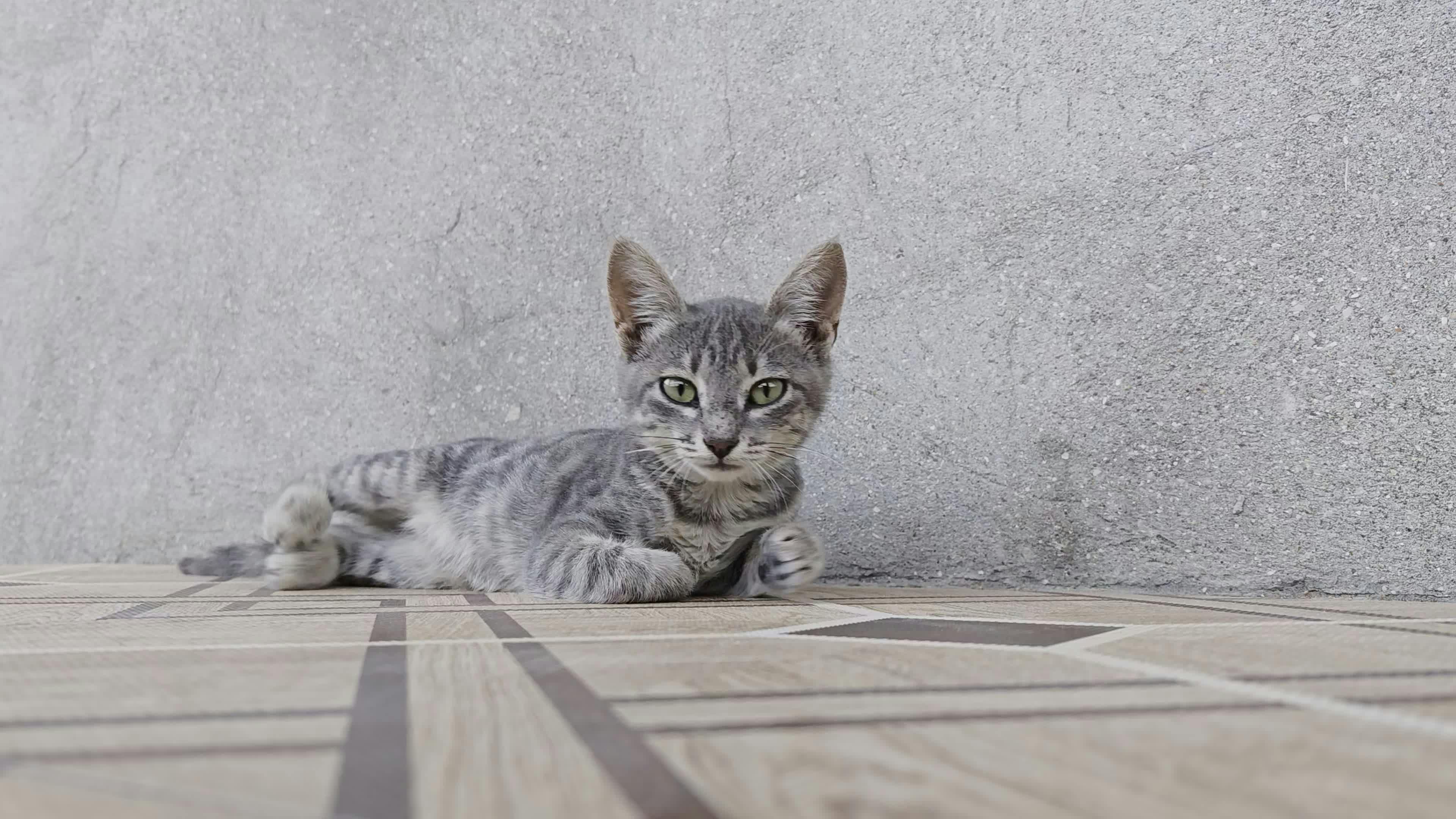 Funny Cat No Background Videos, Download The BEST Free 4k Stock Video ...