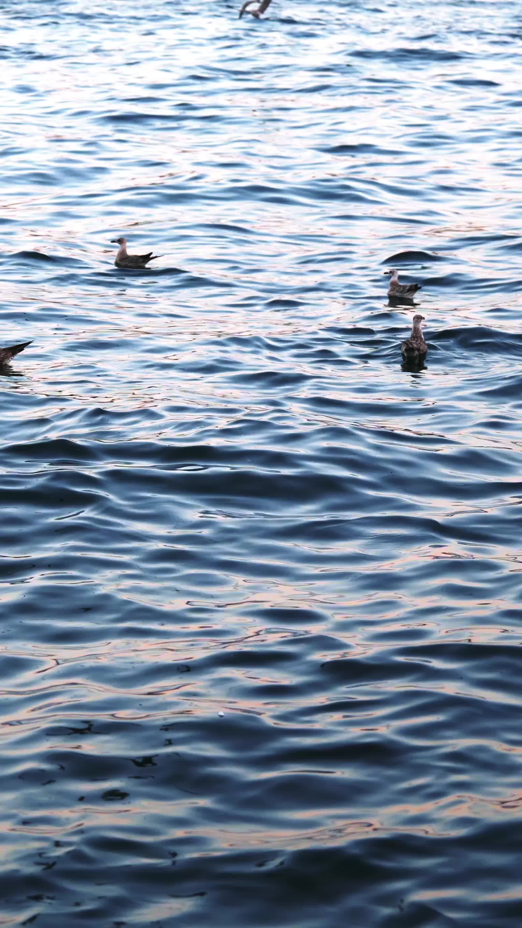 A bird flying over the water in the ocean Free Stock Video Footage ...