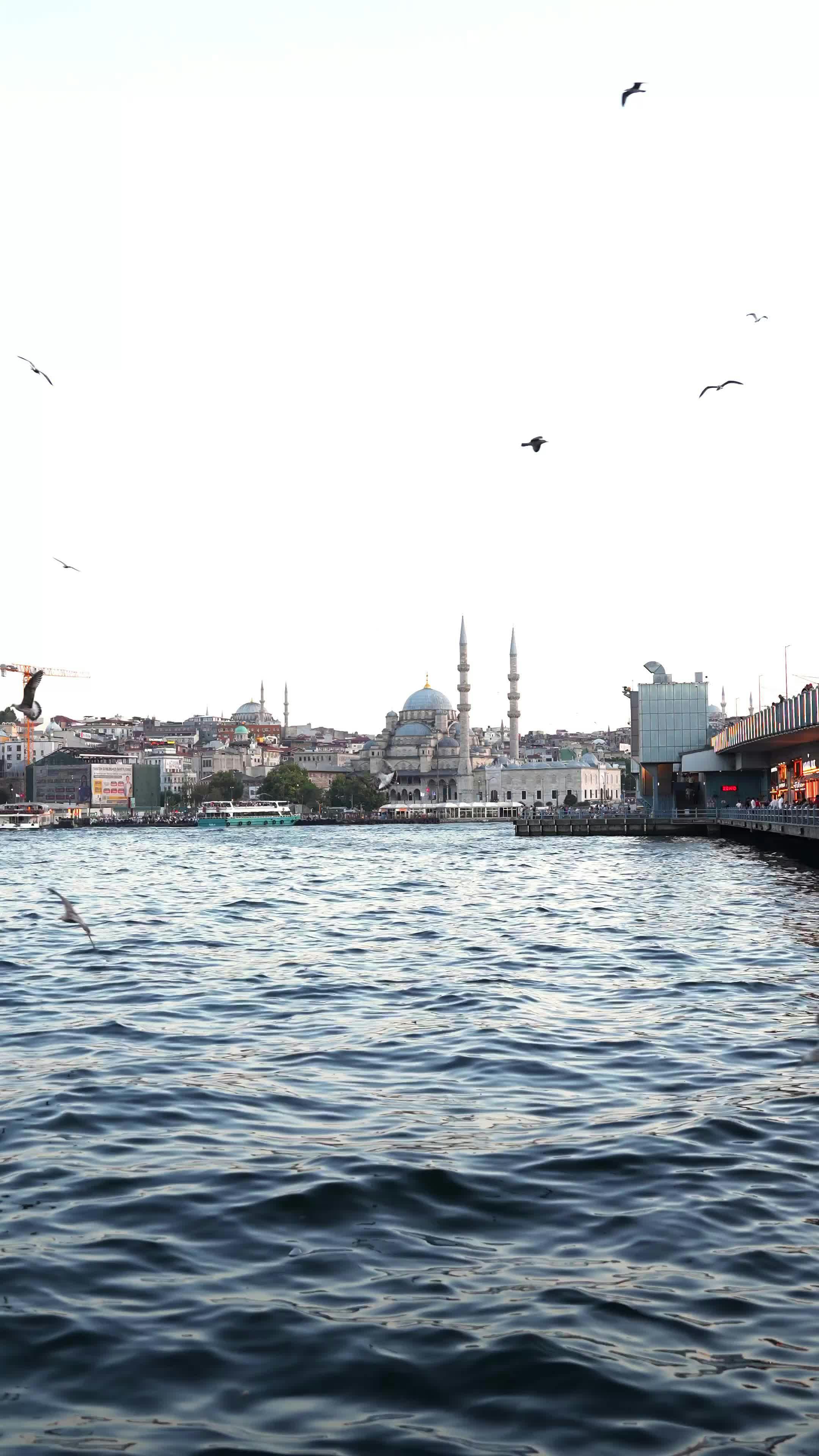 Levitating Birds Videos, Download The BEST Free 4k Stock Video Footage ...