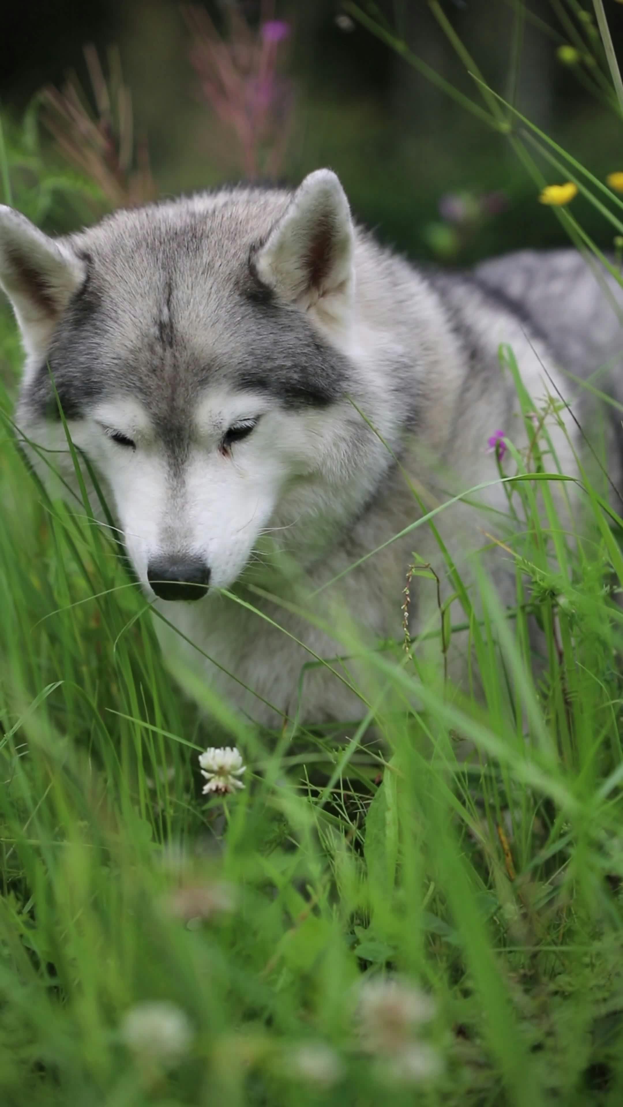 Grassland Wolf Videos, Download The BEST Free 4k Stock Video Footage ...