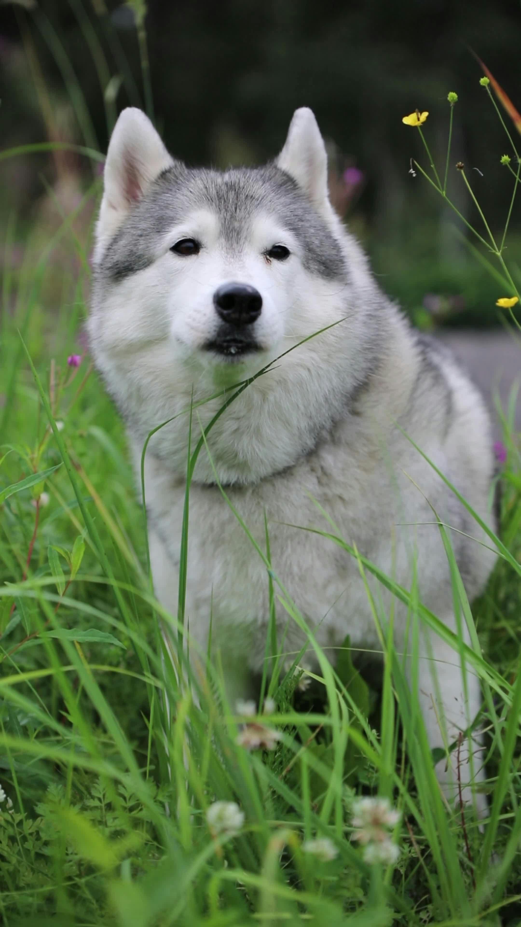 Comedian Animation Videos, Download The BEST Free 4k Stock Video ...