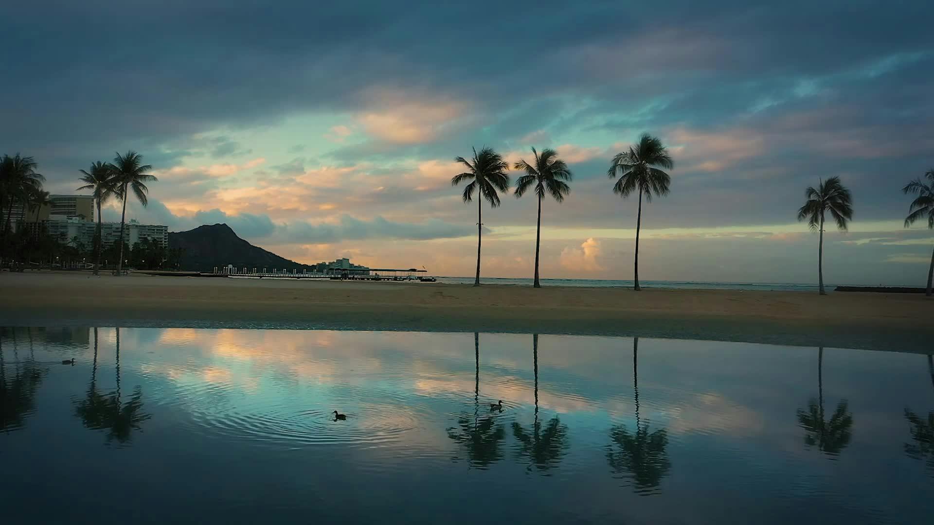 Palm Tree Animated Videos, Download The BEST Free 4k Stock Video ...