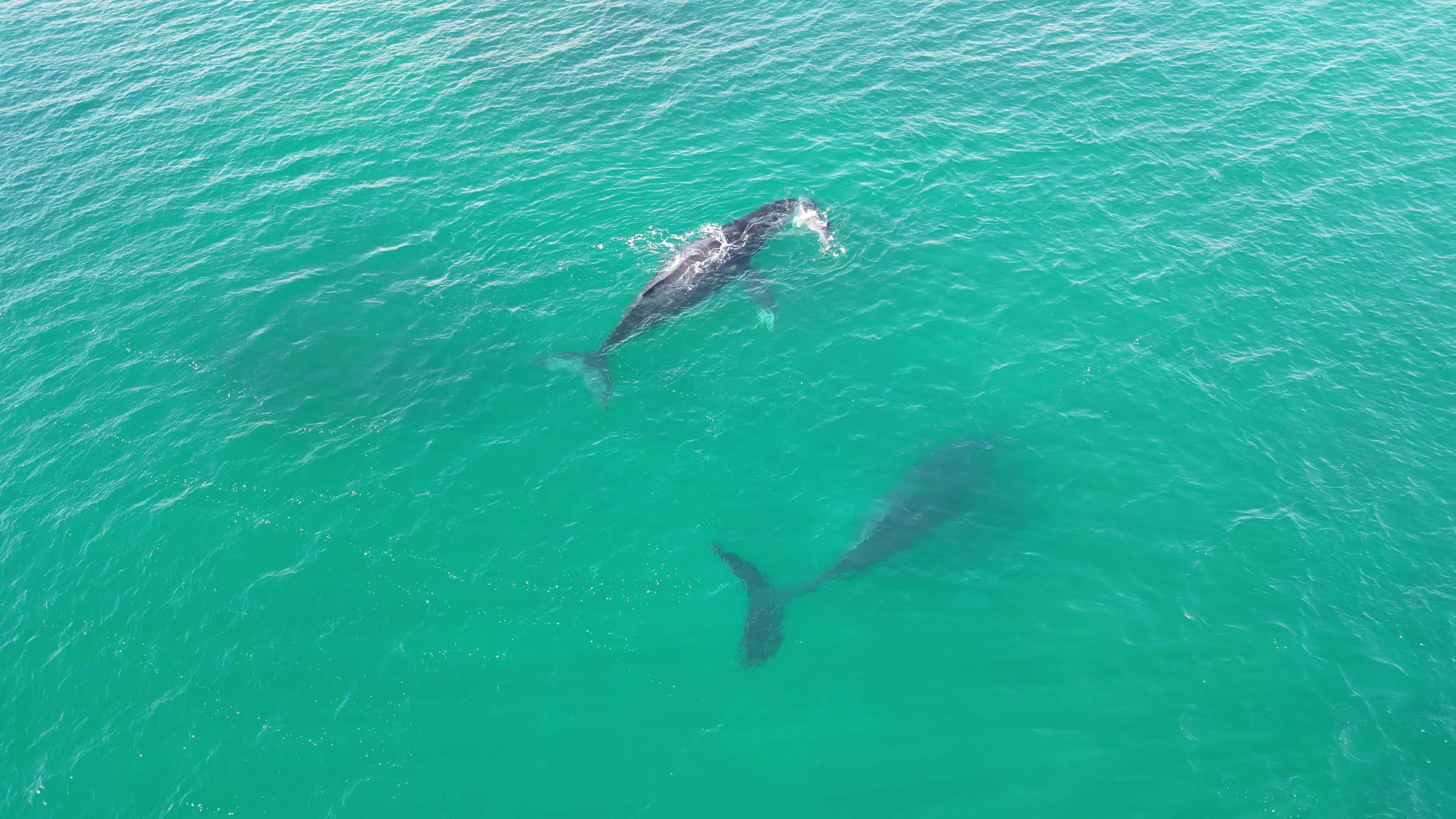 Three Whales Having Fun - Cabo San Lucas, Mexico Free Stock Video ...
