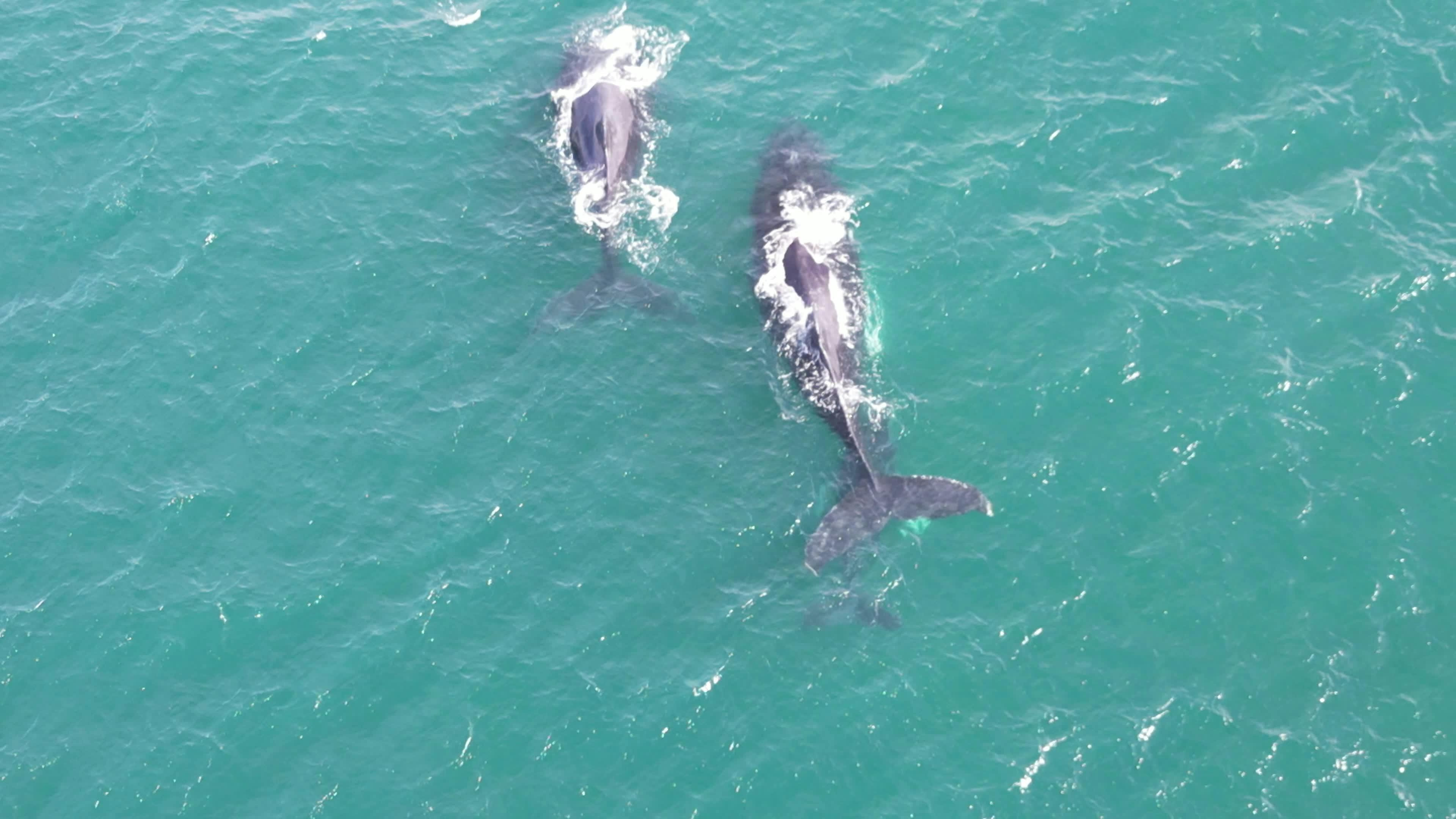 Three Whales Playing In The Sun - Cabo San Lucas, Mexico Free Stock ...