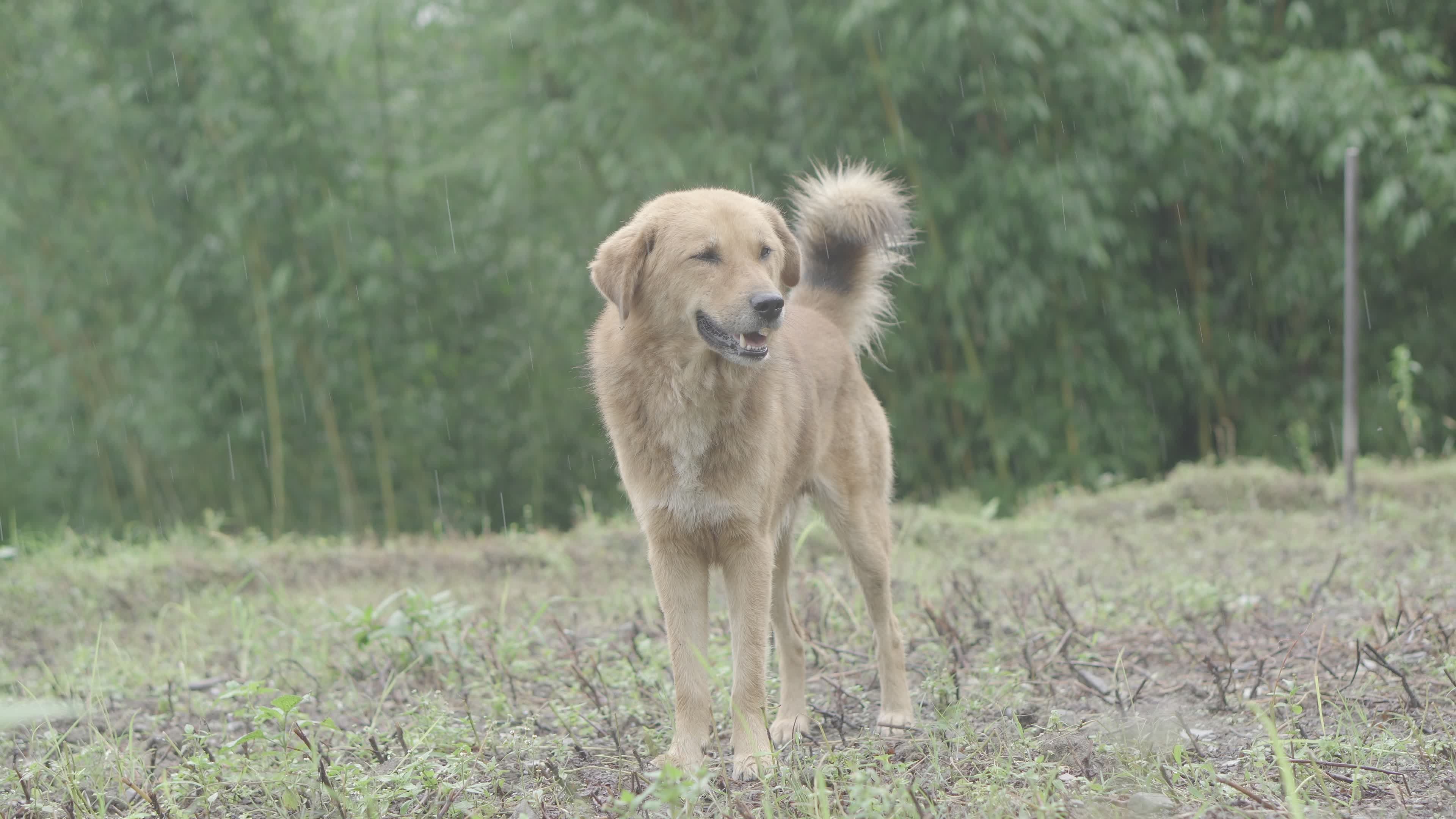 Nepali Village Dog in nepal 4K Raw Video Free Stock Video Footage ...
