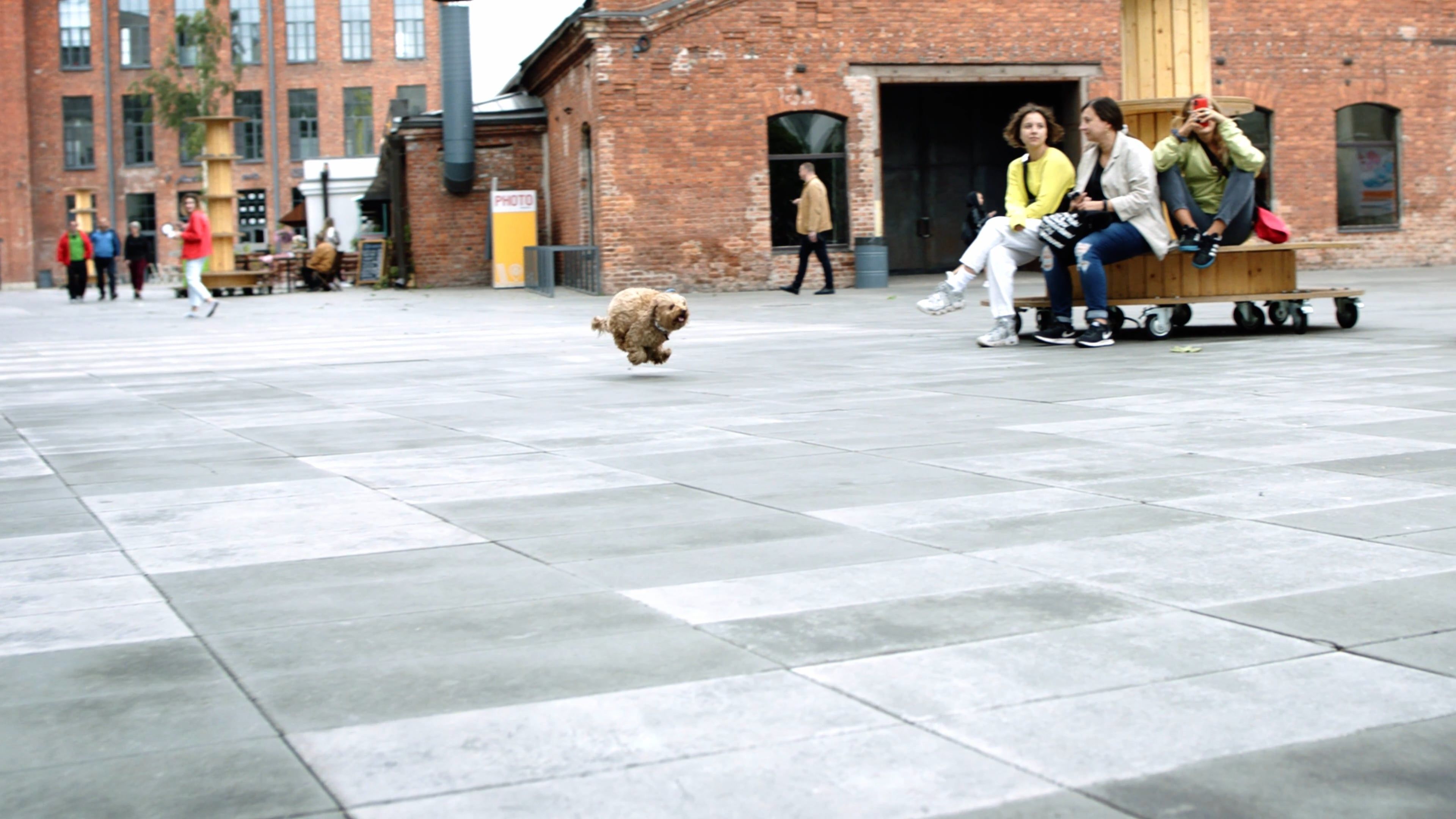 Dog Running Towards Her Master Free Stock Video Footage, Royalty-Free ...
