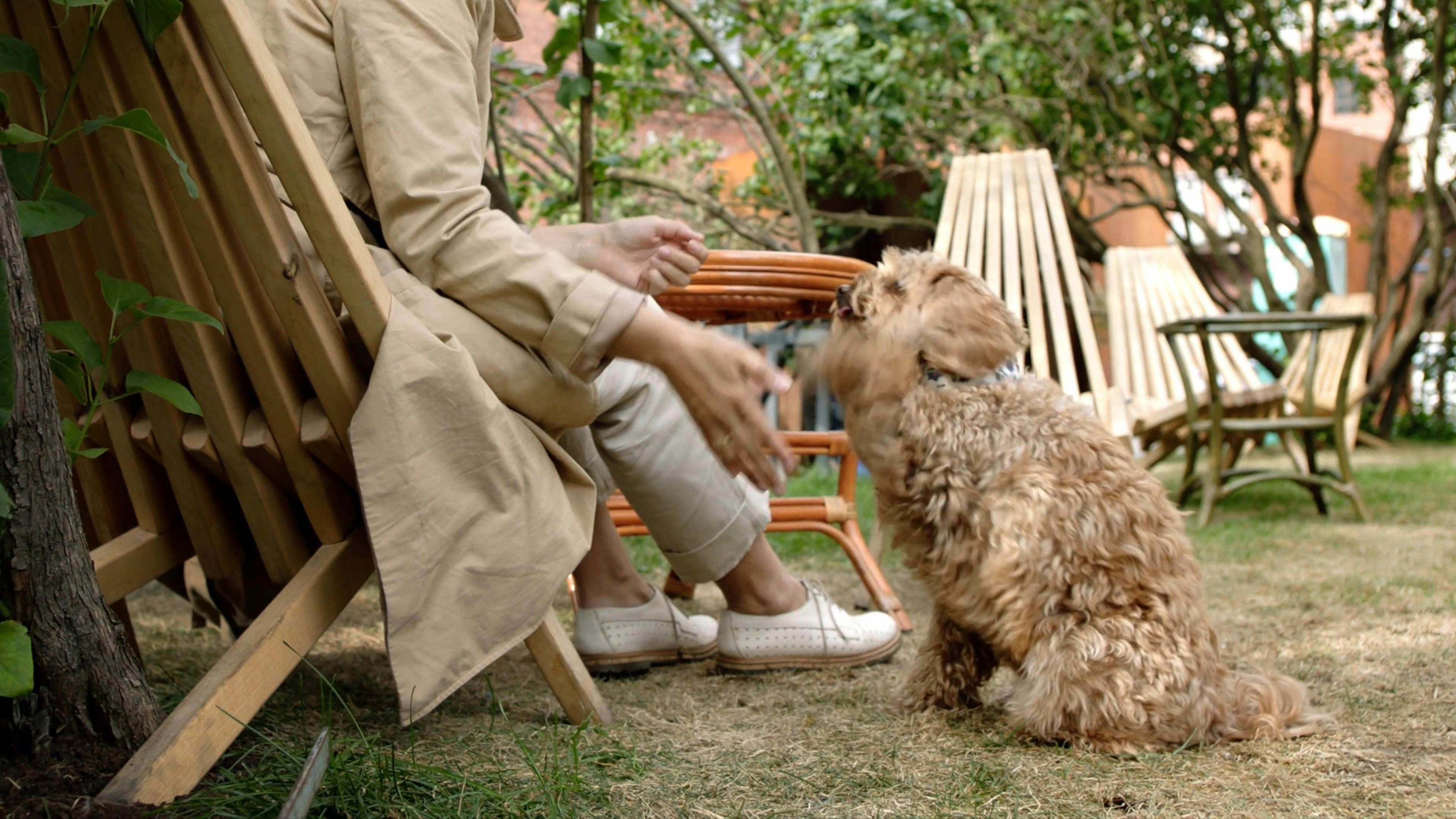 Dog Performing A Hand Shake Trick · Free Stock Video