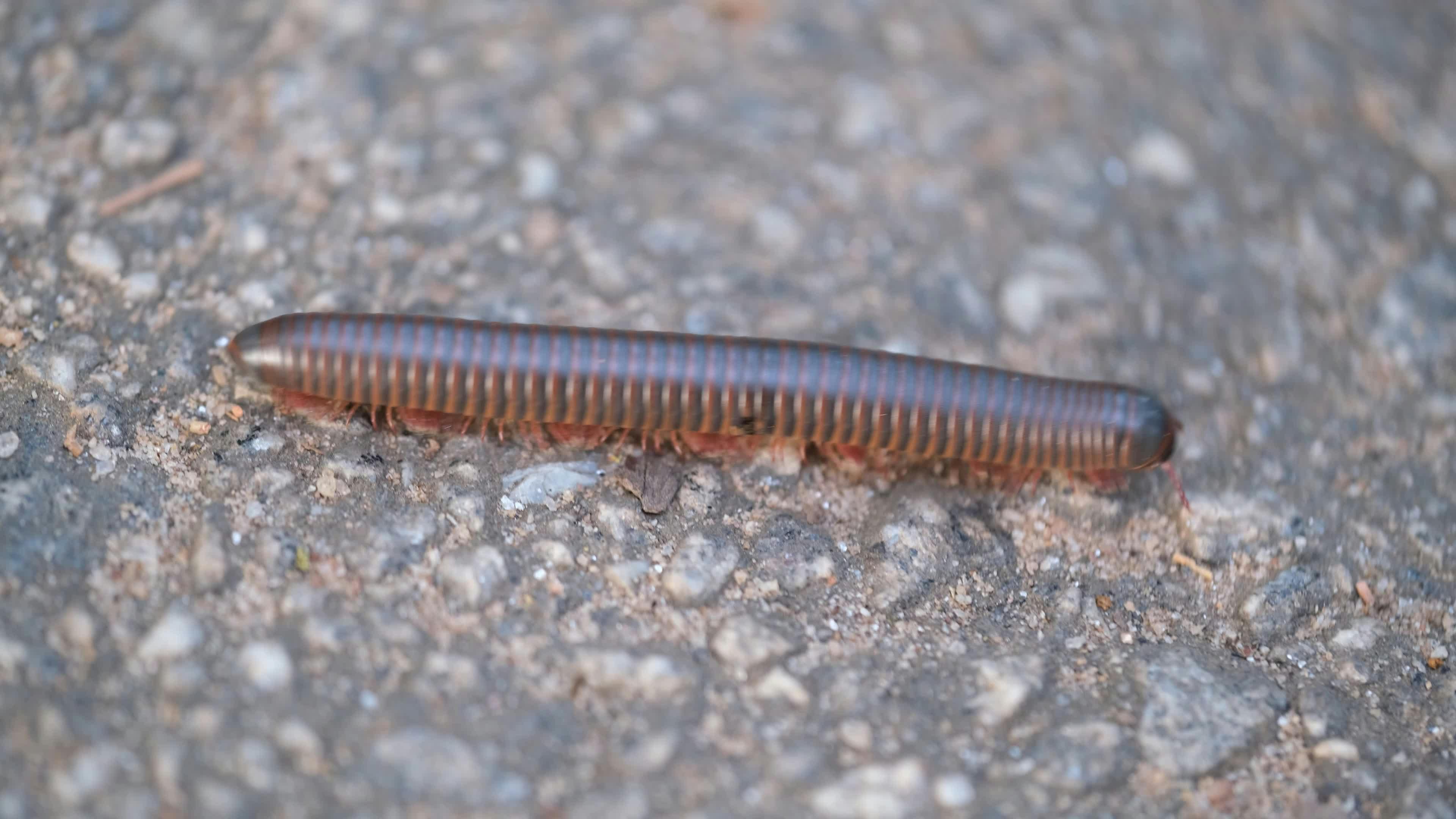 Segmented Videos, Download The BEST Free 4k Stock Video Footage ...