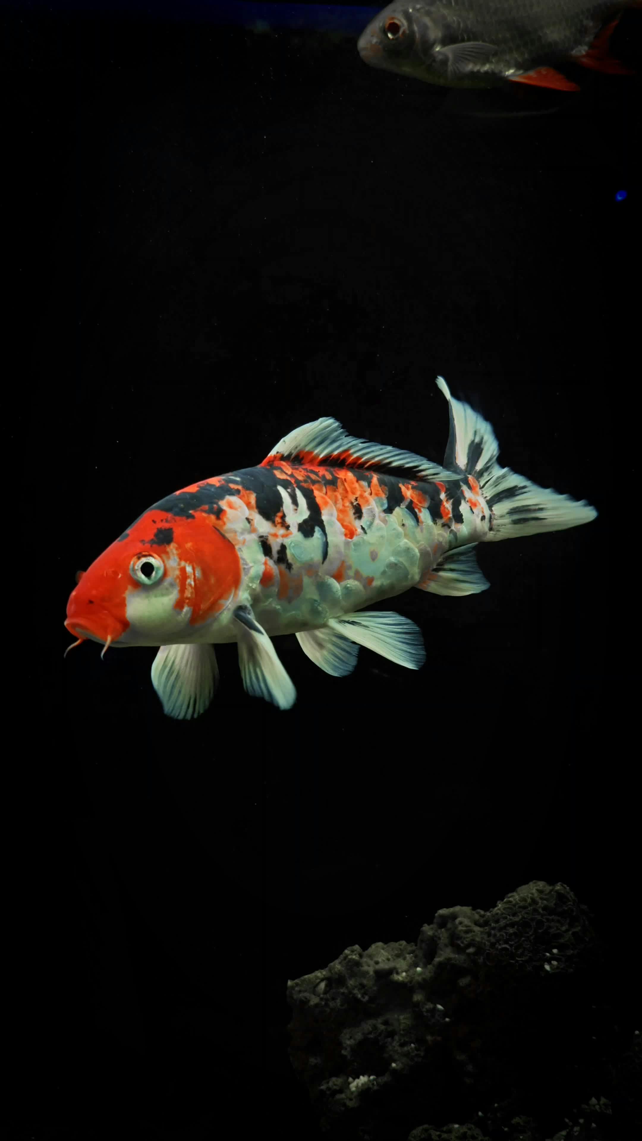 Koi Fish Video Videos, Download The BEST Free 4k Stock Video Footage ...