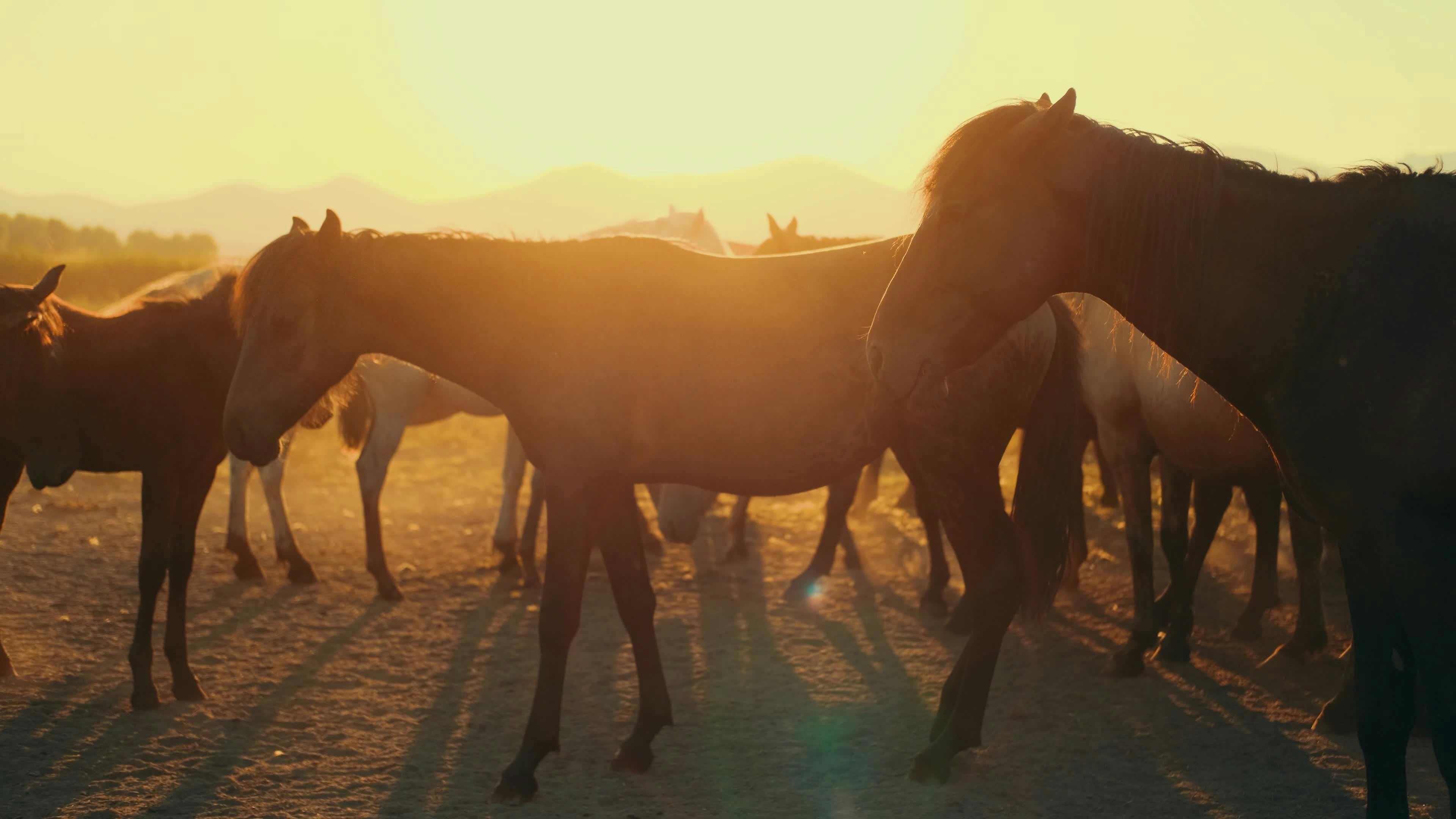 Beasts Galloping Videos, Download The BEST Free 4k Stock Video Footage ...